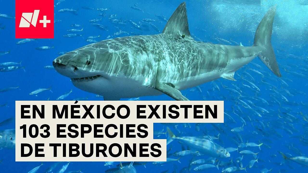 ¿Qué Tan Comunes Son los Ataques de Tiburón en México? | Tendencias | N+