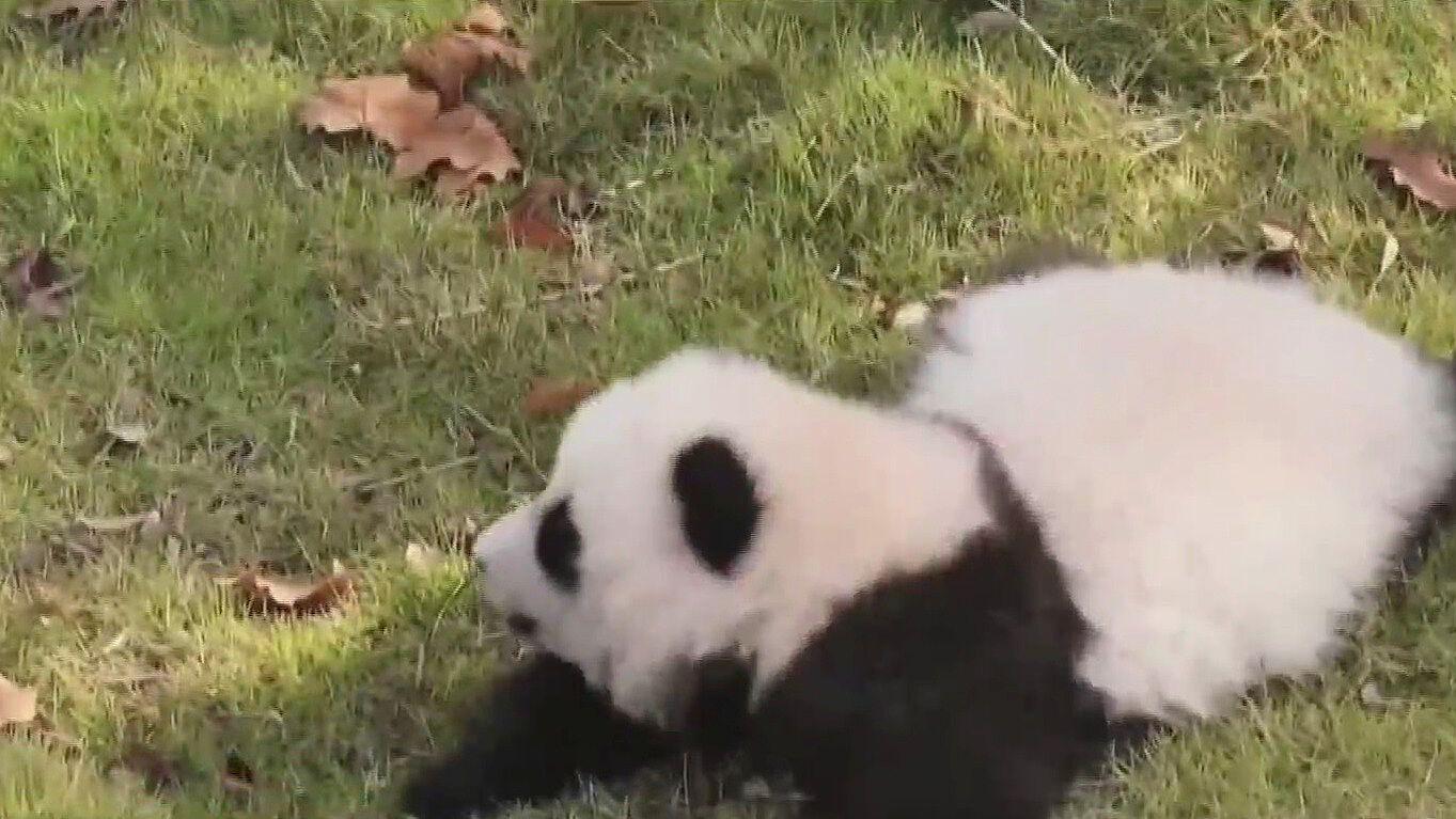 Cachorro Panda Aprende a Gatear Sobre Pasto | N+