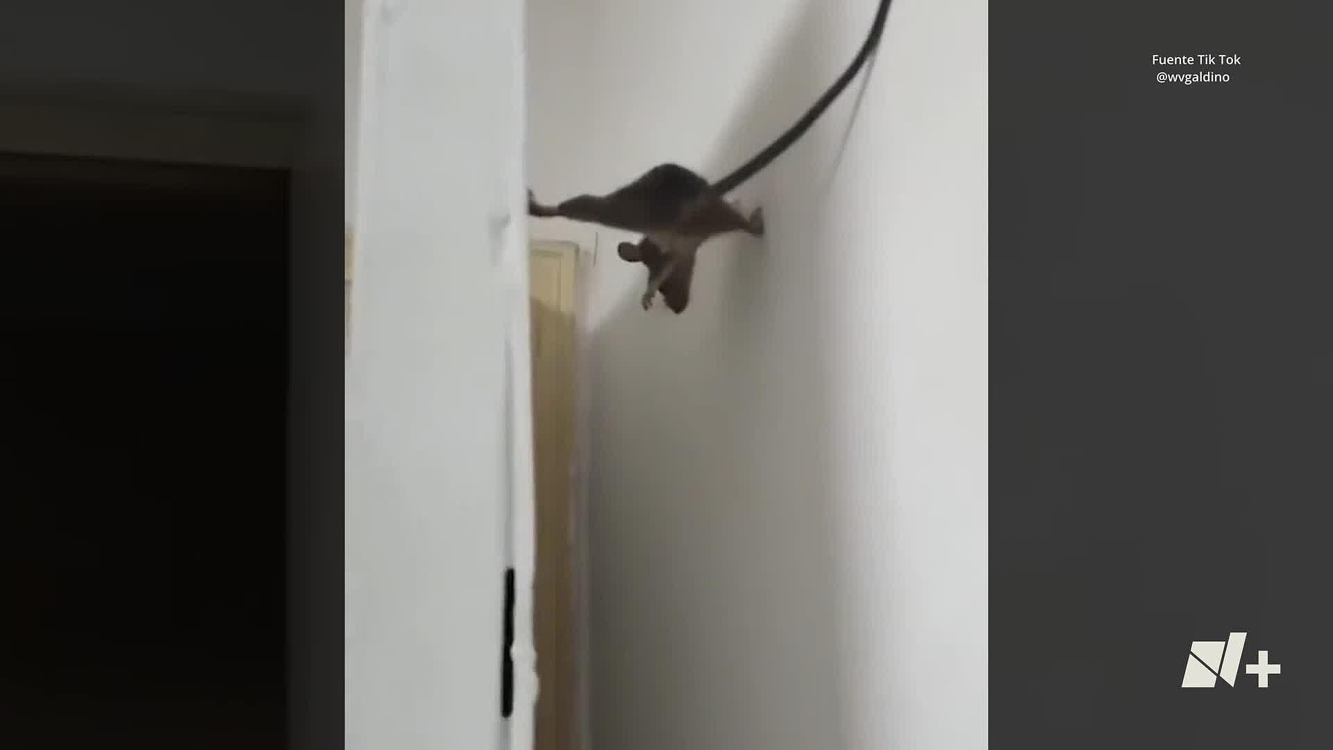 ¡No Fue una Misión Imposible! Un Ratón Escala entre una Pared y una ...