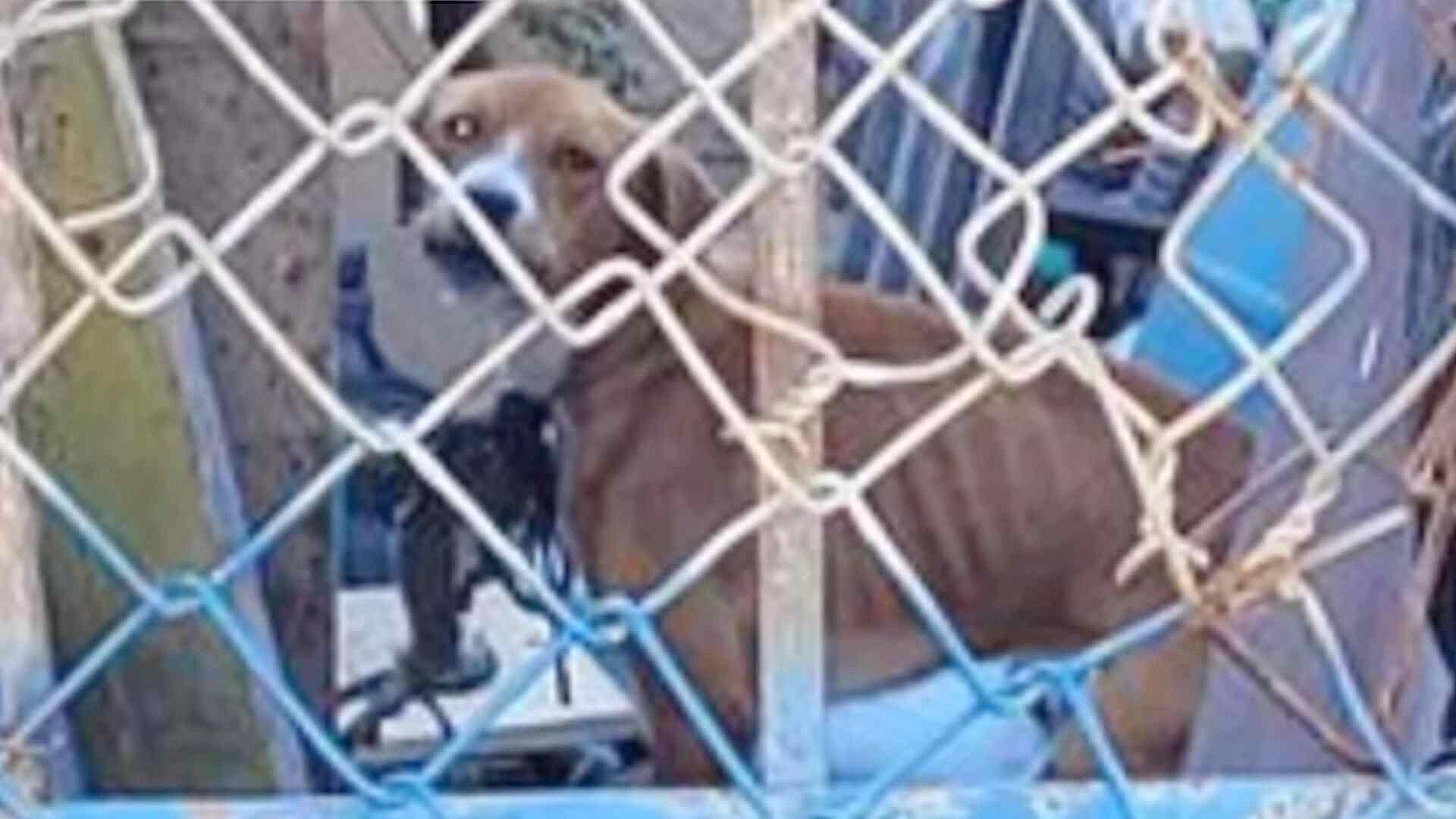 Reportan Caso de Crueldad Animal en la Colonia Obrera, Tijuana | N+