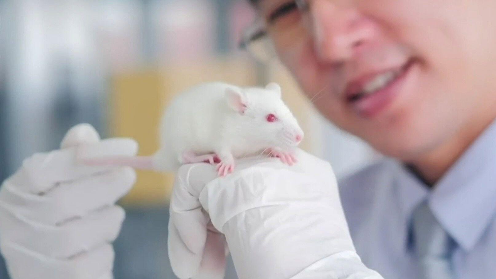 Investigadores Logran Primer Mapa Completo del Cerebro... de Un Ratón | N+