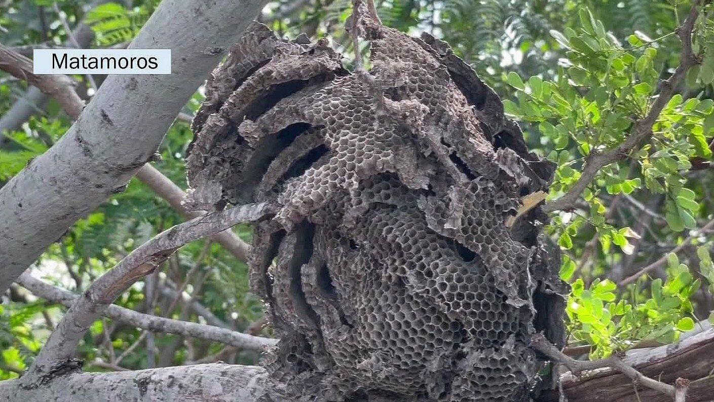Panales de Abeja Ponen en Alerta a Padres de Familia | N+