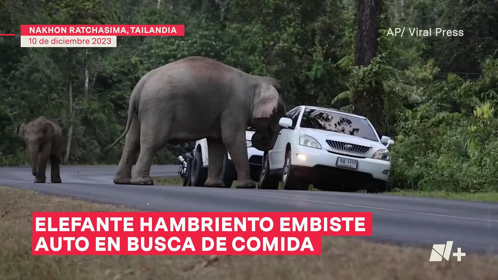 Elefante Hambriento Embiste Auto en Busca de Comida | N+