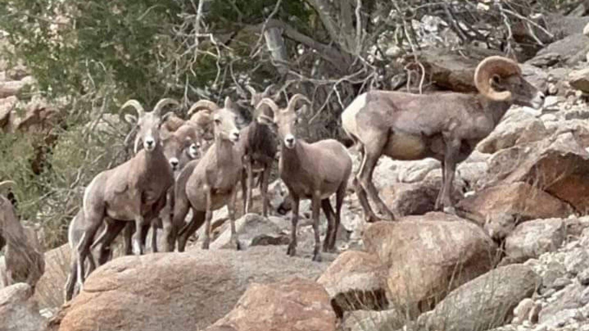 Usuario Capta Borregos Cimarrones en La Rumorosa | N+