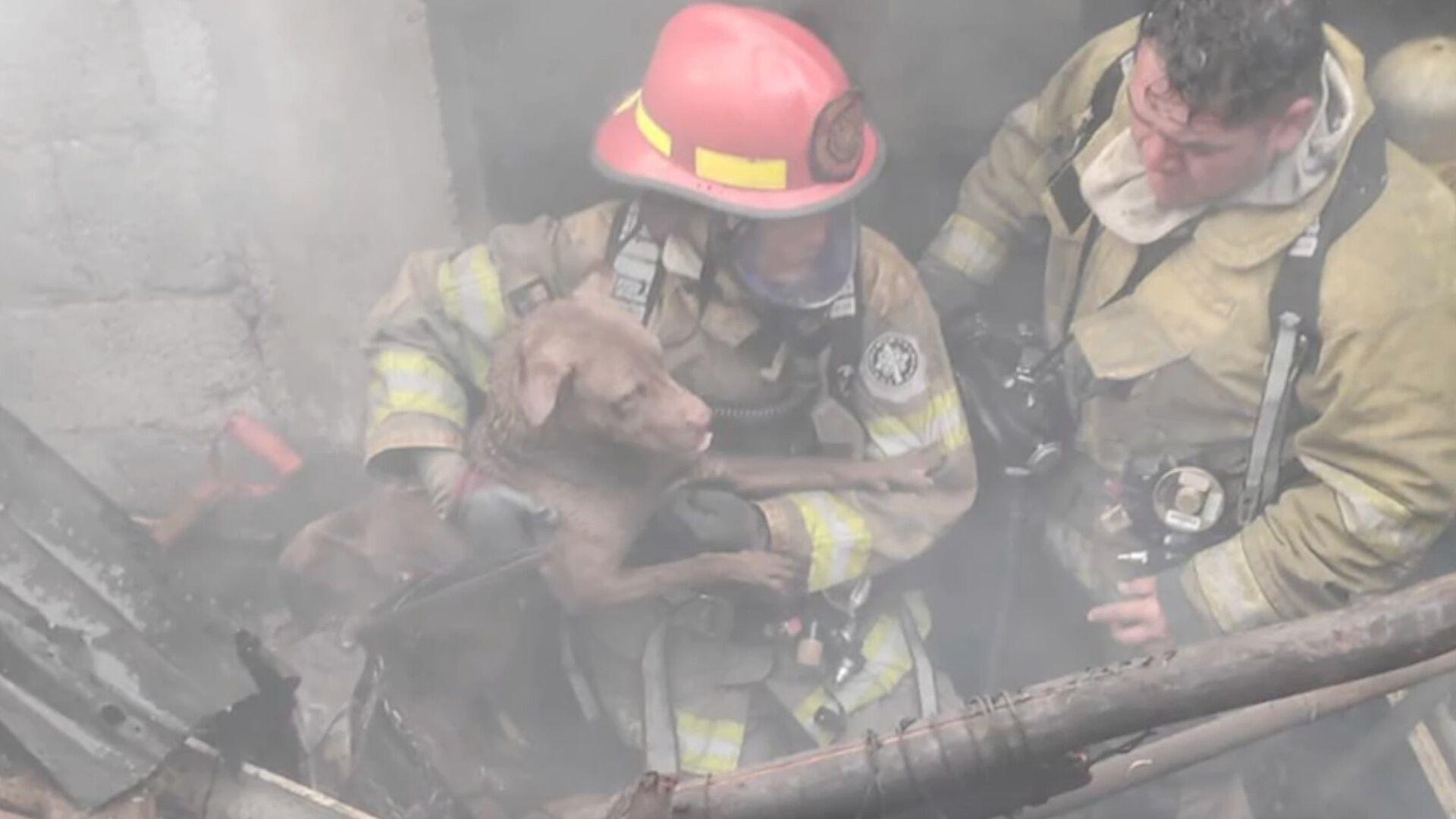 Rescatan a Adulto Mayor Junto a su Perro en Incendio de Nogales | N+