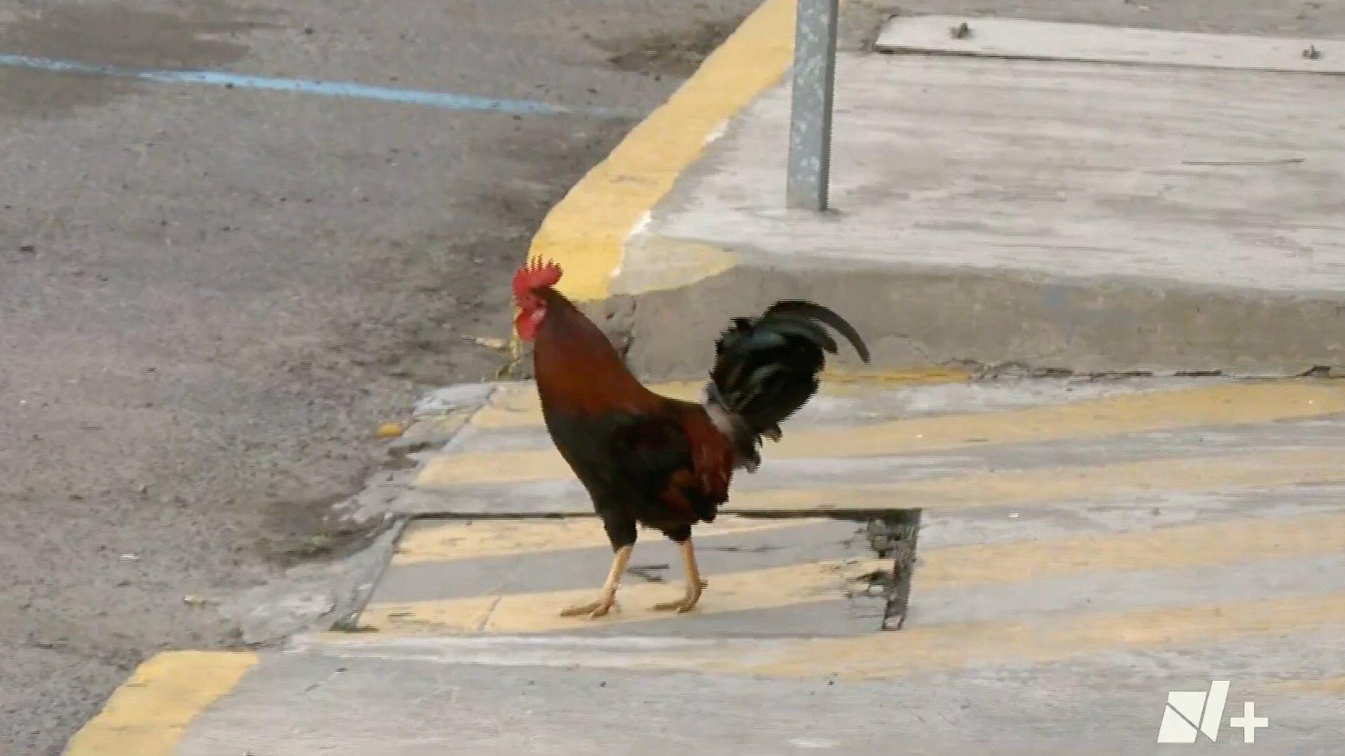 Conoce al Gallito Mauricio, un Charrito que Vive en Av. La Fragua | N+