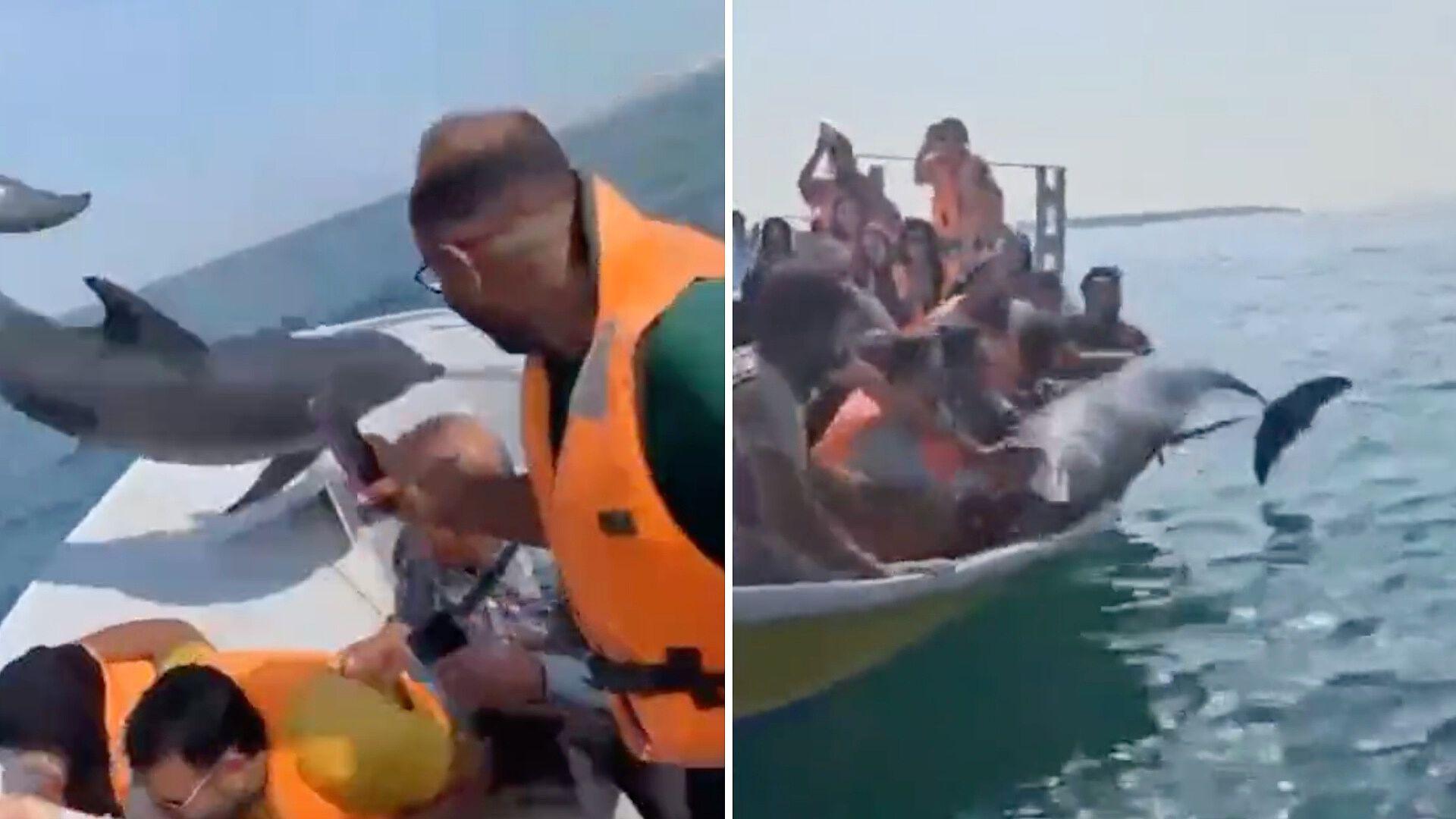 Delfín Se Hace Viral Por Brincar Sobre Lancha y Caer en Ella | N+