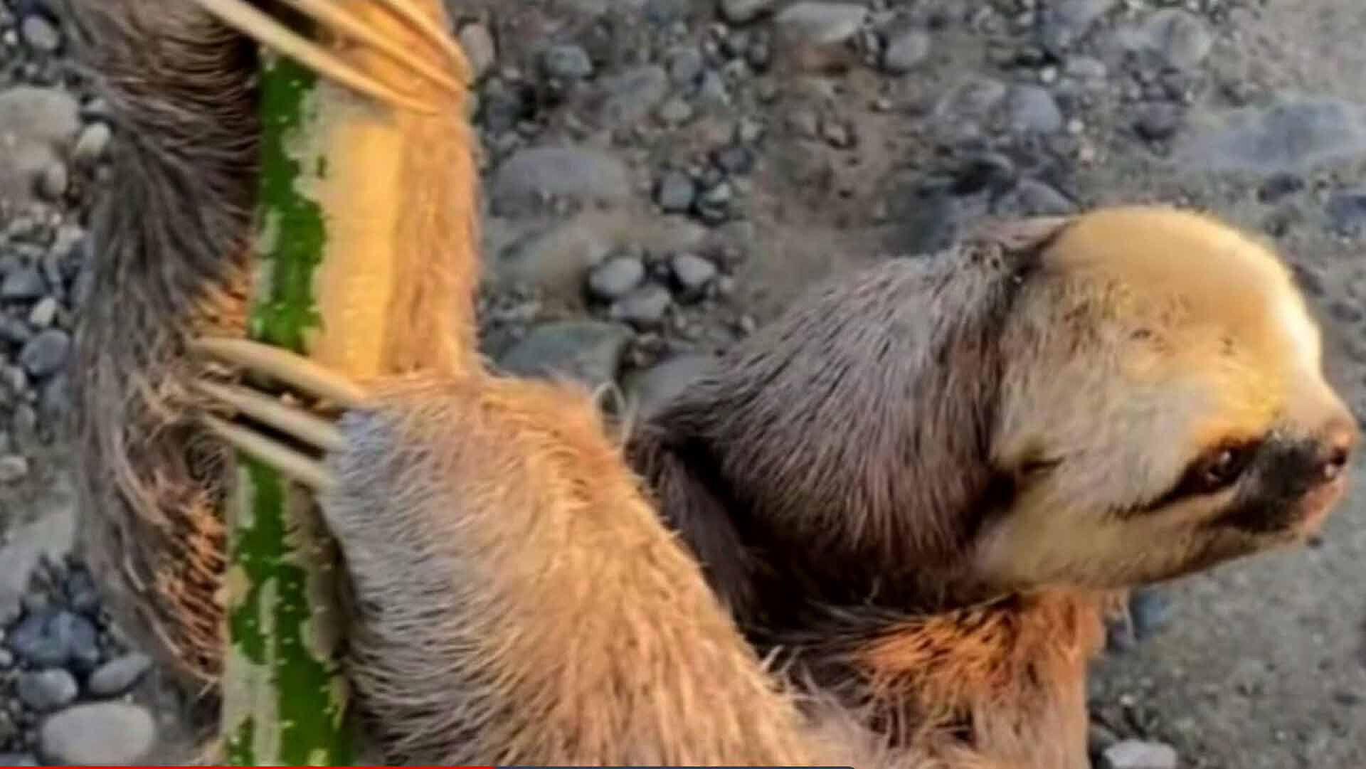 Oso Perezoso Gigante en Quintana Roo | Tendencias | N+