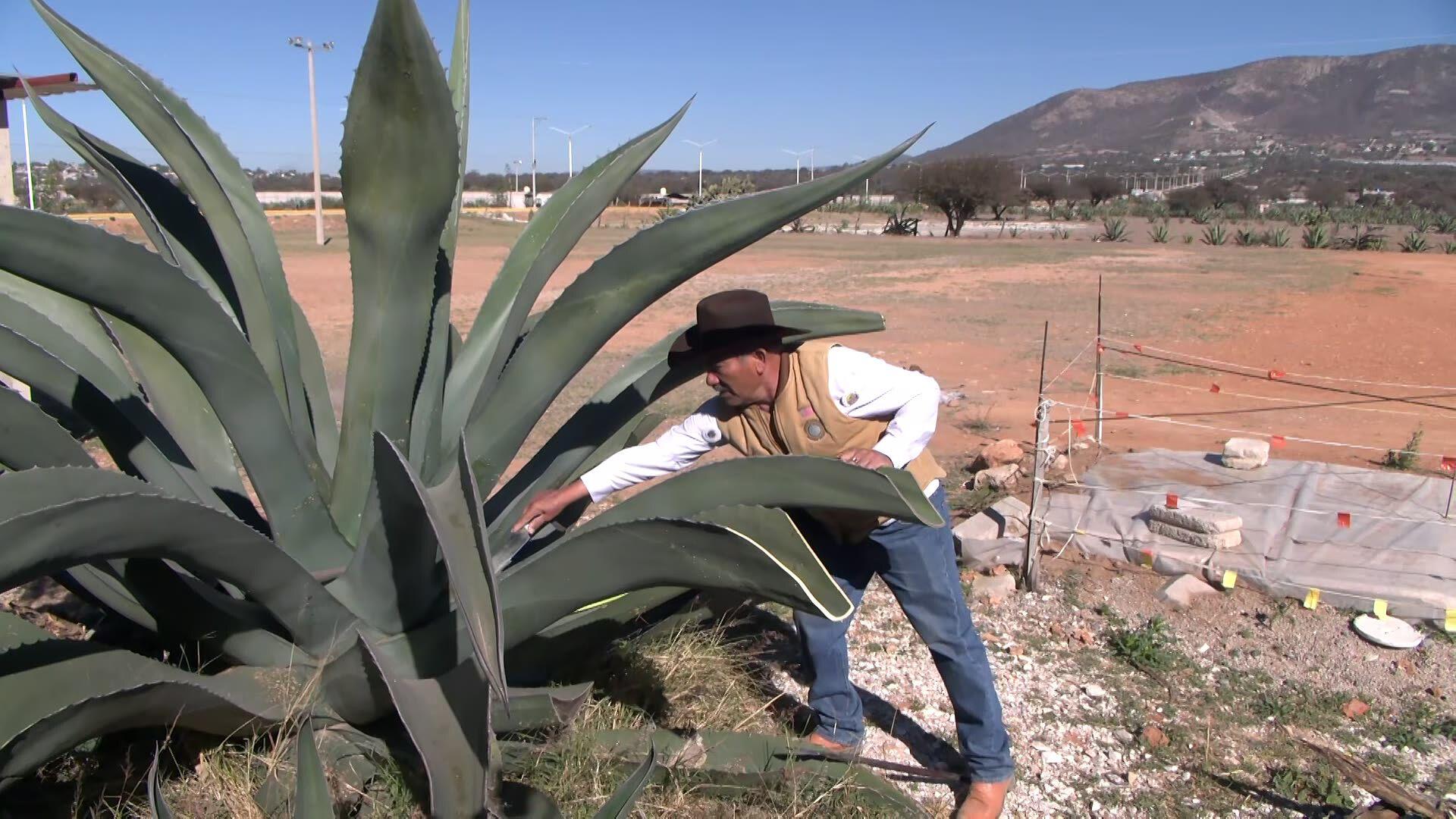 Con Gran Éxito se Llevó a Cabo el Día Nacional del Pulque en Boye en ...
