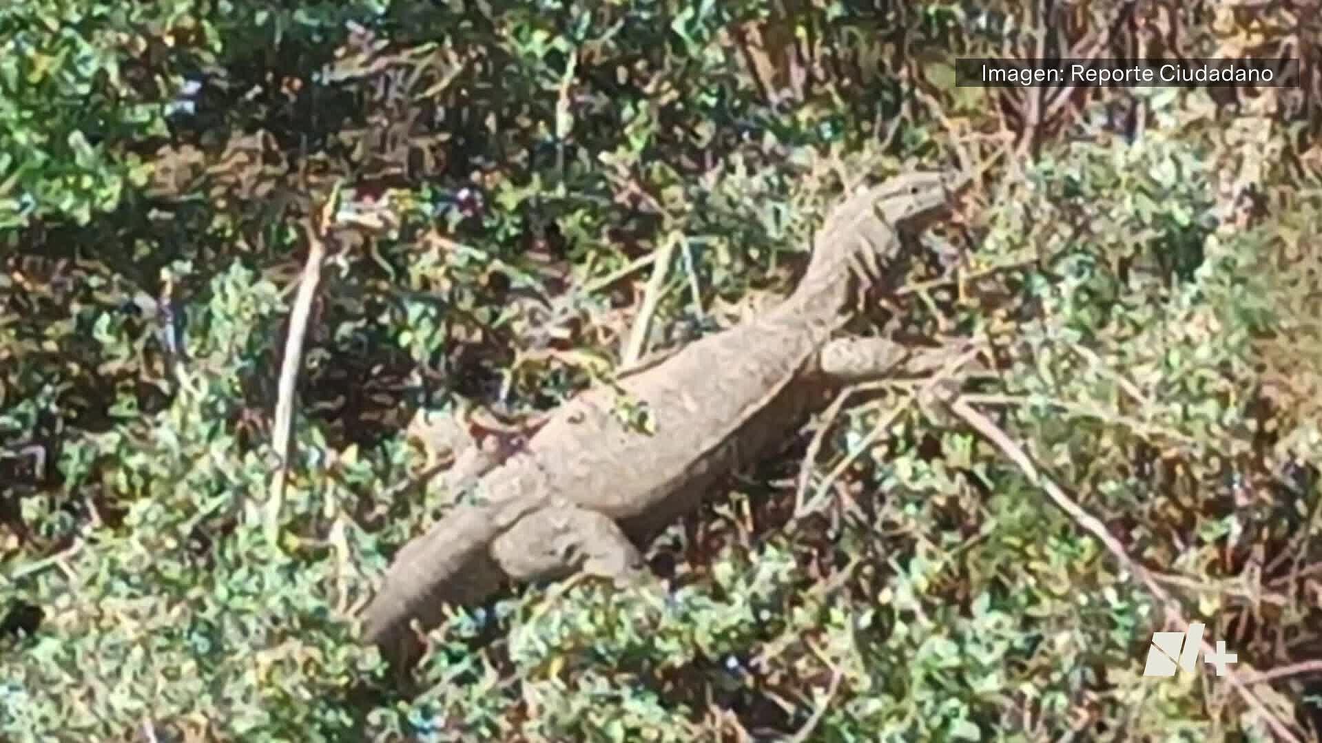 Reaparece Lagarto Varano Buscado desde Agosto en Mexicali | N+