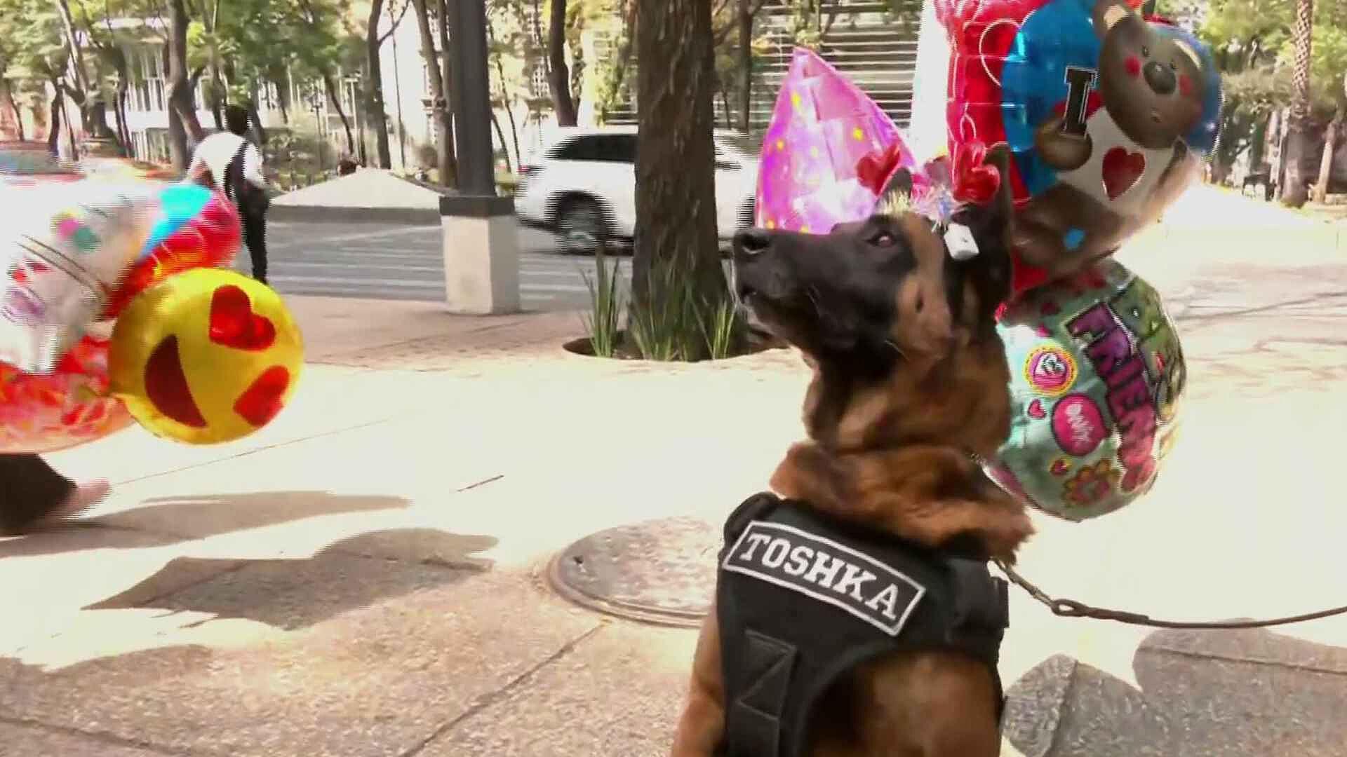 ¡Son un Amor! Perros Policía Regalan Globos en Paseo de la Reforma ...