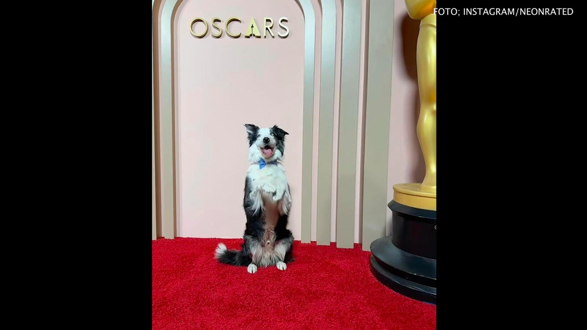 Conoce a Messi; Perro que Irá a los Premios Oscar por su Gran Actuación ...