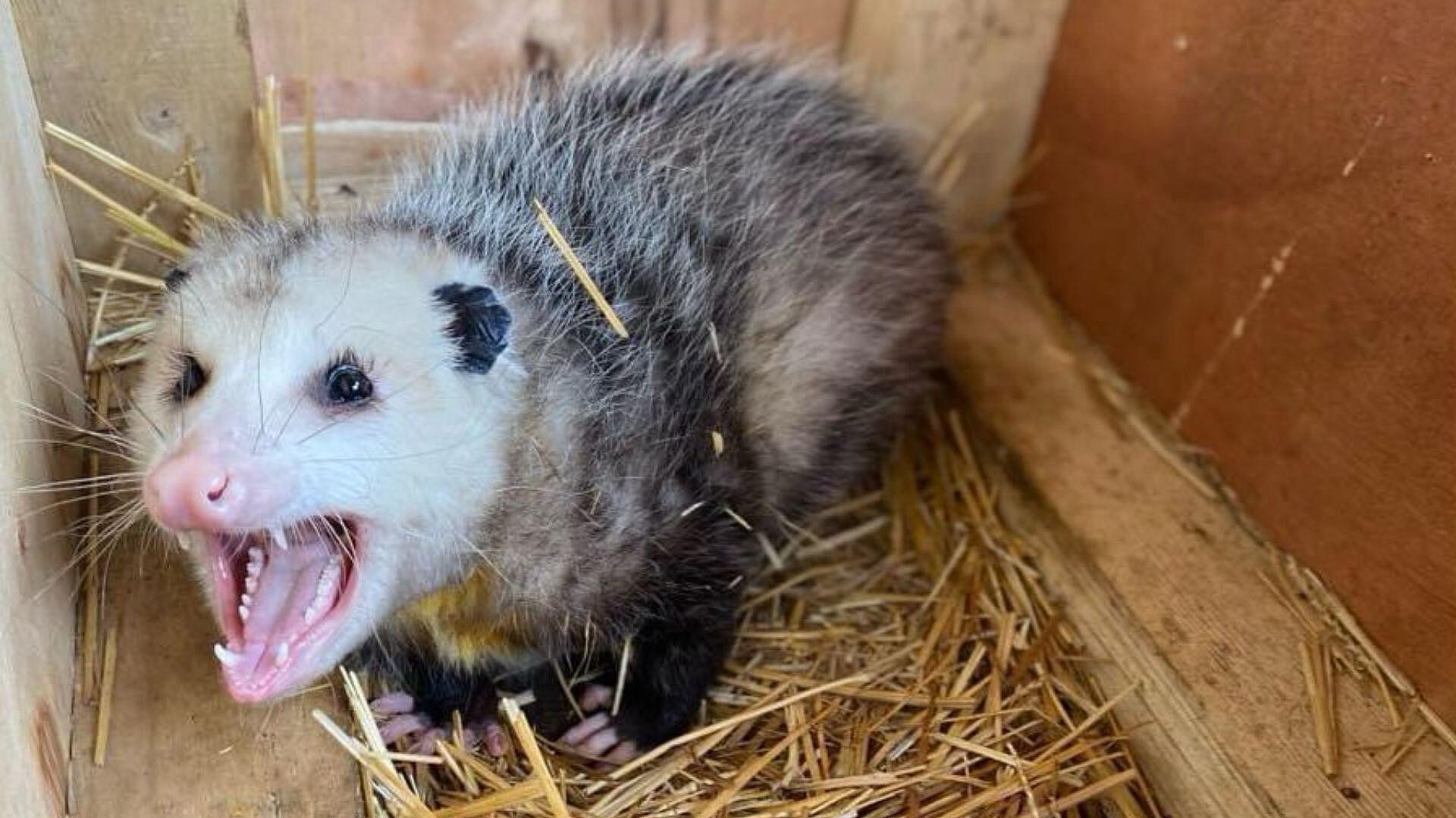 ¡Más Cómodo! El Único Tlacuache del Parque Morelos Estrena Nuevo ...