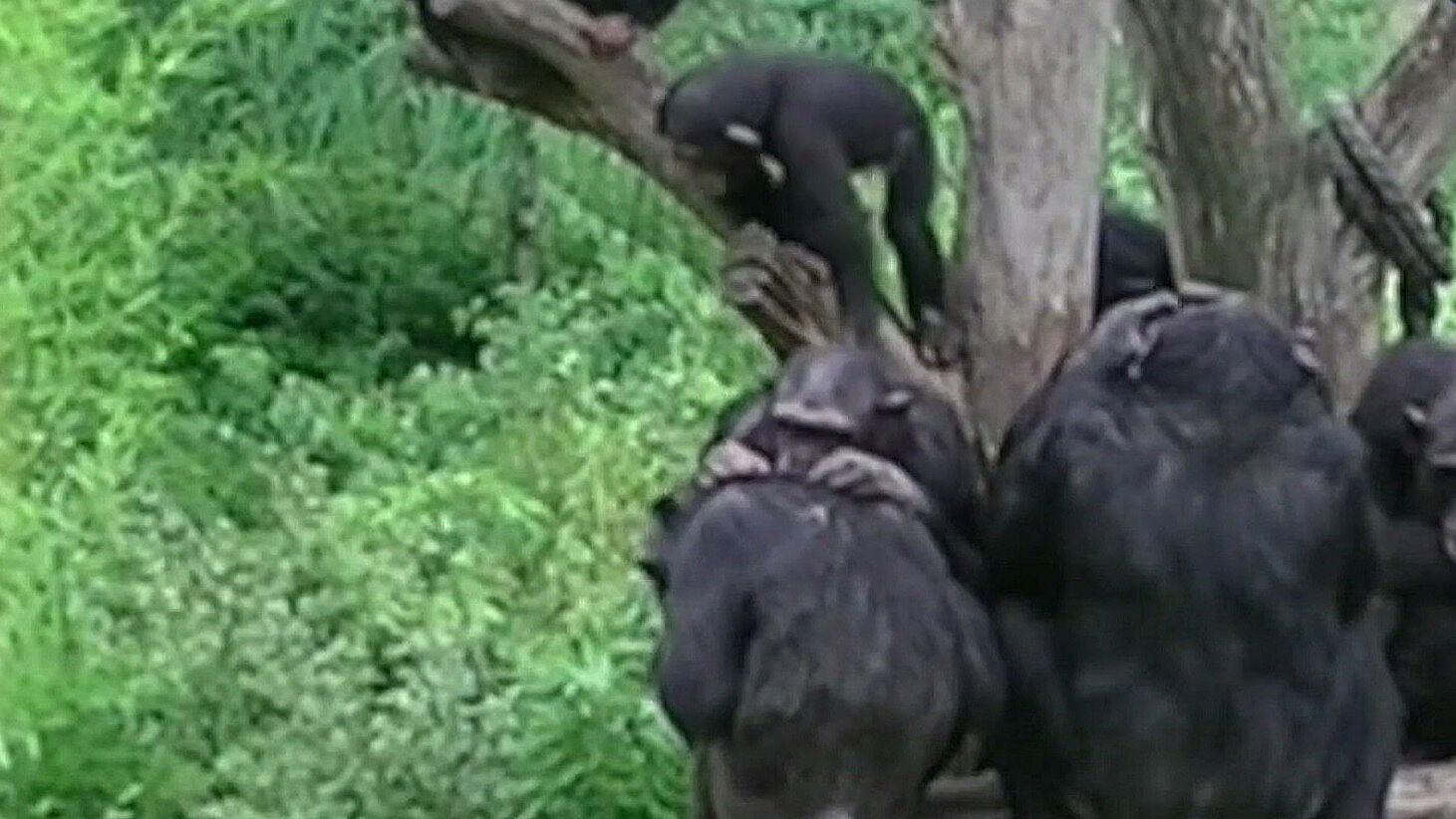 Los Simios También Tienen Sentido del Humor; Van de Bromas hasta Golpes ...