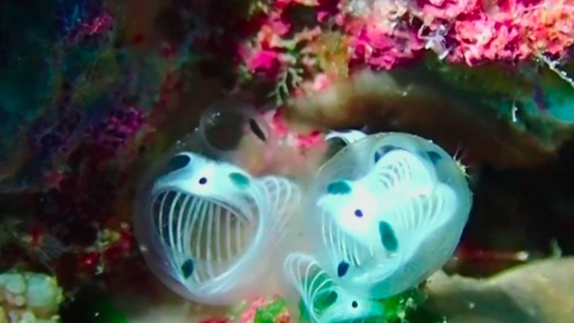 VIDEO: ¿Espeluznante o Tierno? Descubren la Ascidia Panda Esqueleto | N+