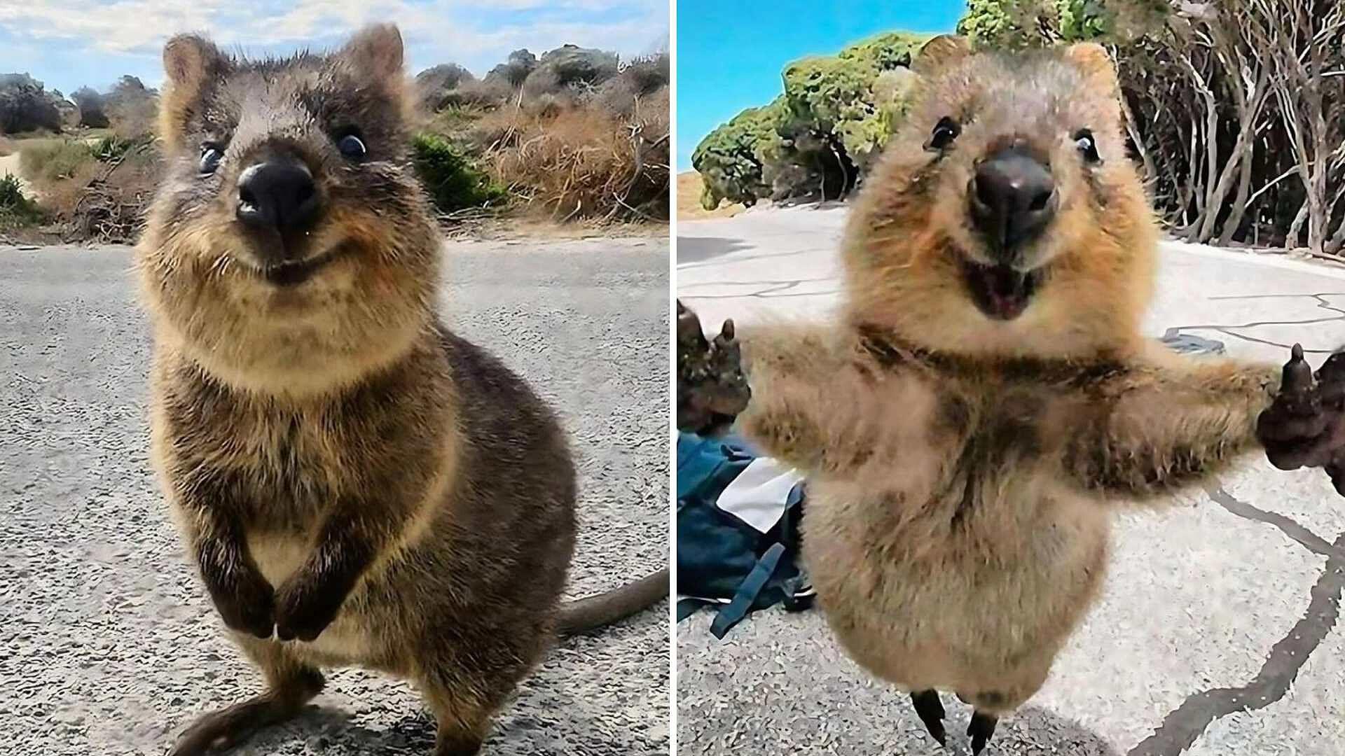 Los Quokka Son Catalogados Como La Especie Más Feliz Del Mundo | N+