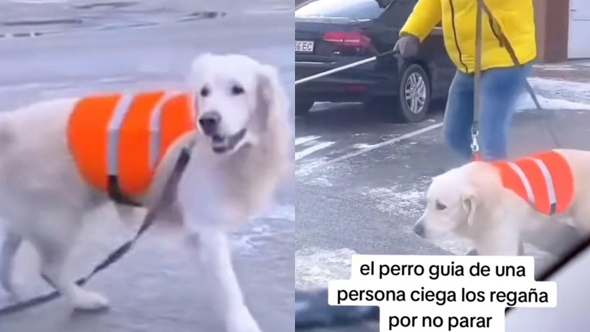 Video: Perro Guía "Regaña" a Conductores y Protege a Invidente | N+