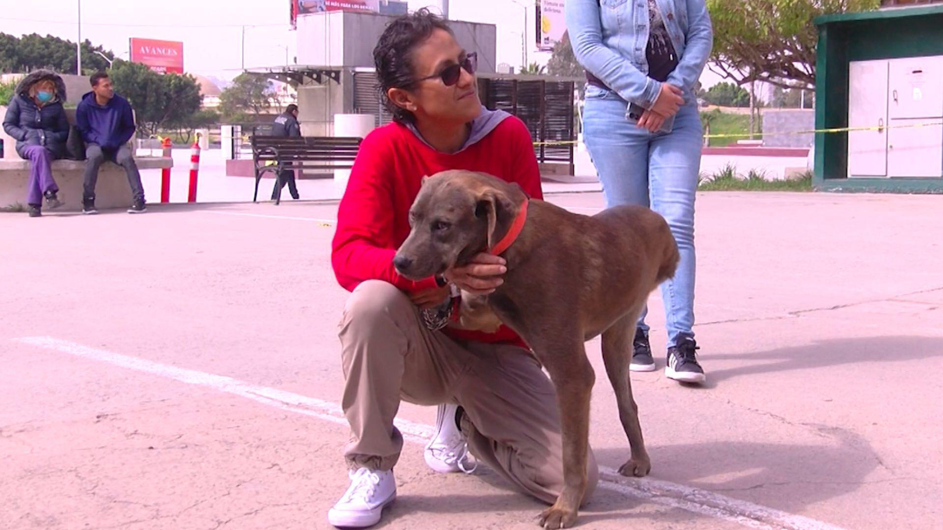 Voluntarios Rescatistas de Animales Callejeros Buscan Apoyo en Tijuana | N+