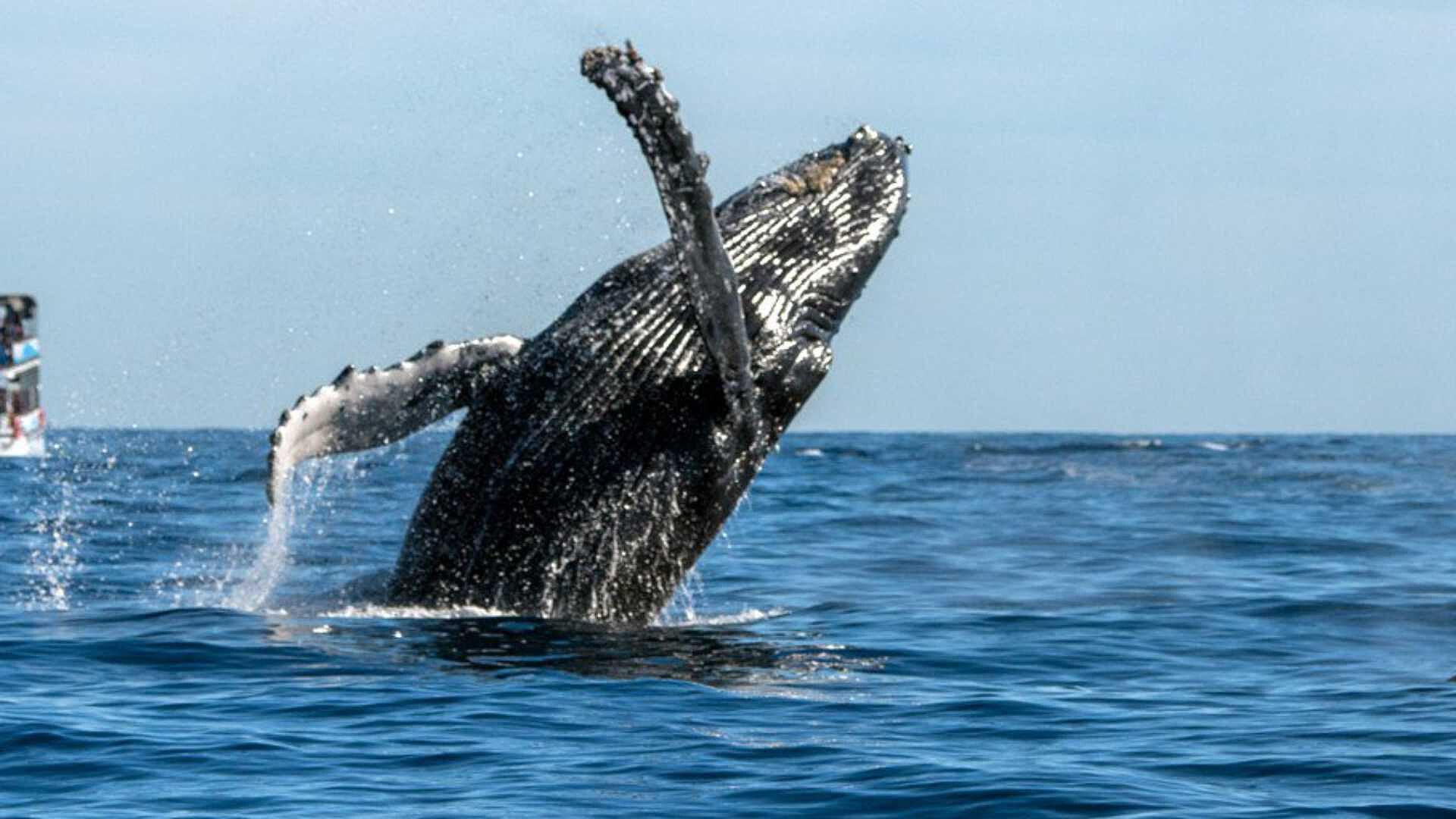 ¡Ballena a la Vista! En México se Creó un Método Único de Observación ...