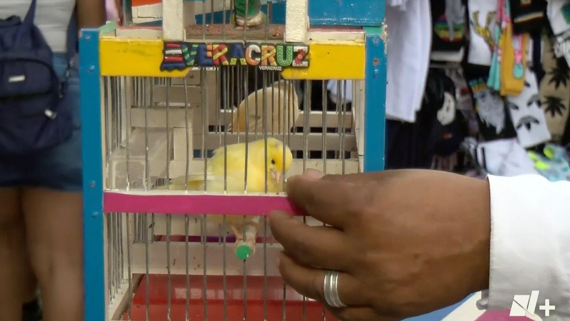 El Pajarito de la Suerte, Tradición Mexicana que se Niega a Morir | N+
