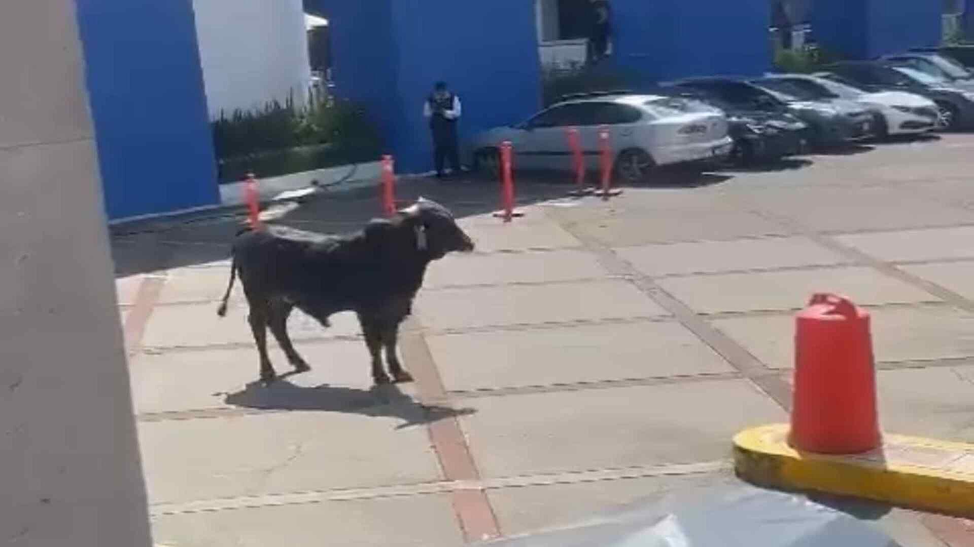 Novillo y Toro Escapan de Lienzo Charro y Pasean en Tlalpan, CDMX | N+