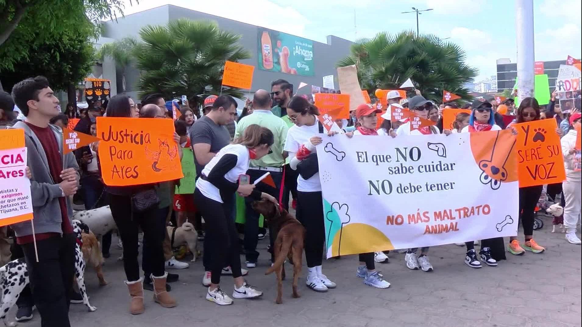 Activistas Marchan Buscando Parar el Maltrato y Abandono Animal en ...