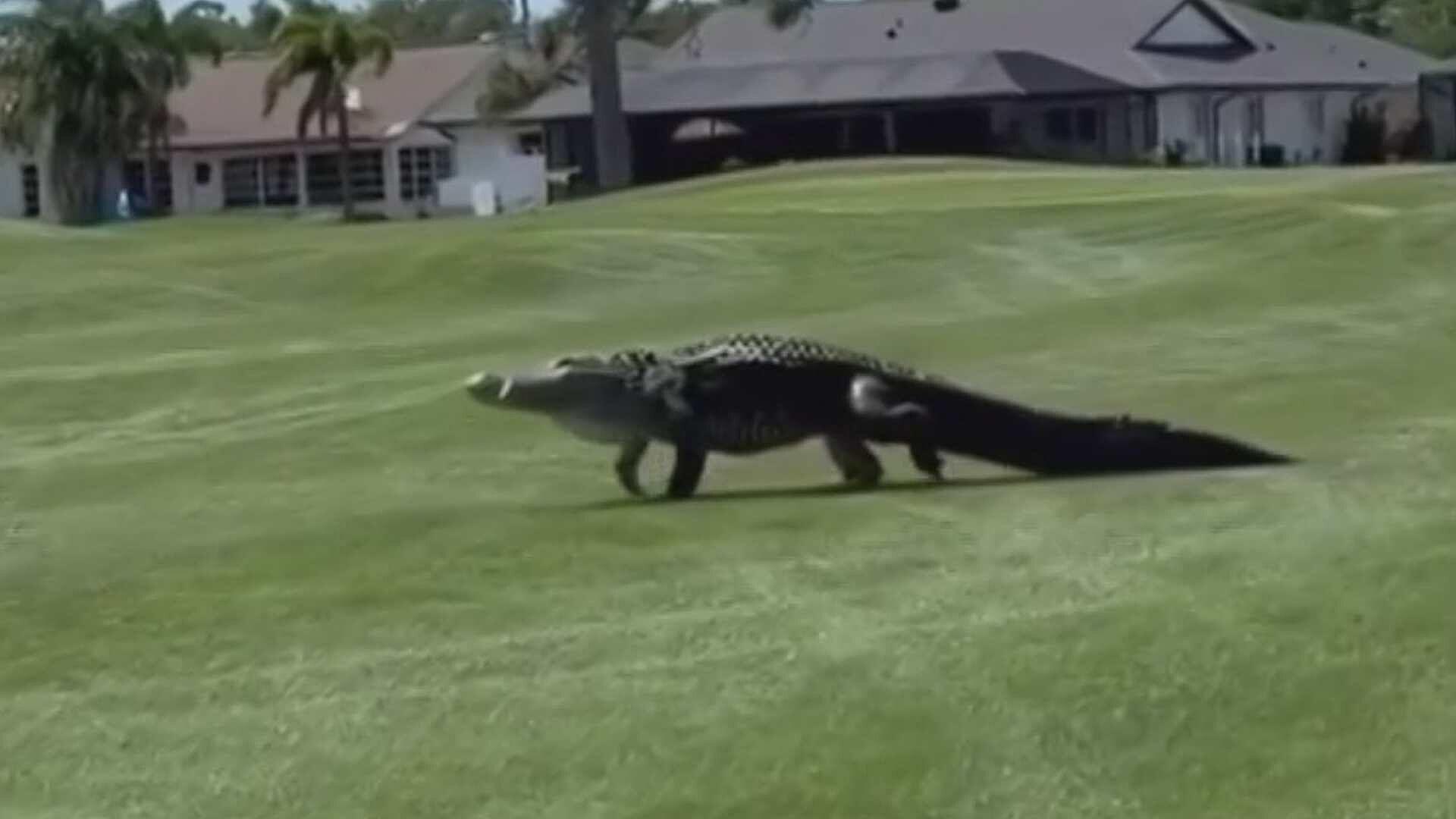 Video: Captan Enorme Caimán Paseando Tranquilamente en Campo de Golf en ...