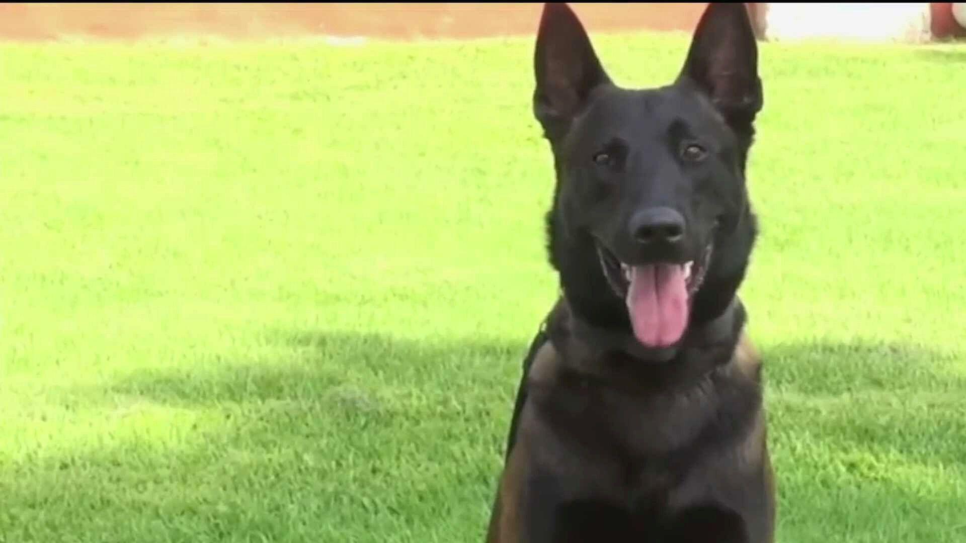 Pastor Belga Malinois, el Perro Más Listo del Mundo | FORO Tv | N+