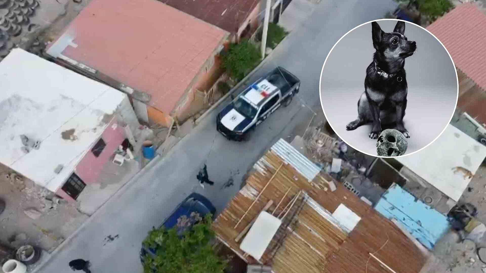 Perro Llega a Domicilio con Cráneo Humano en el Hocico en Ciudad Juárez ...