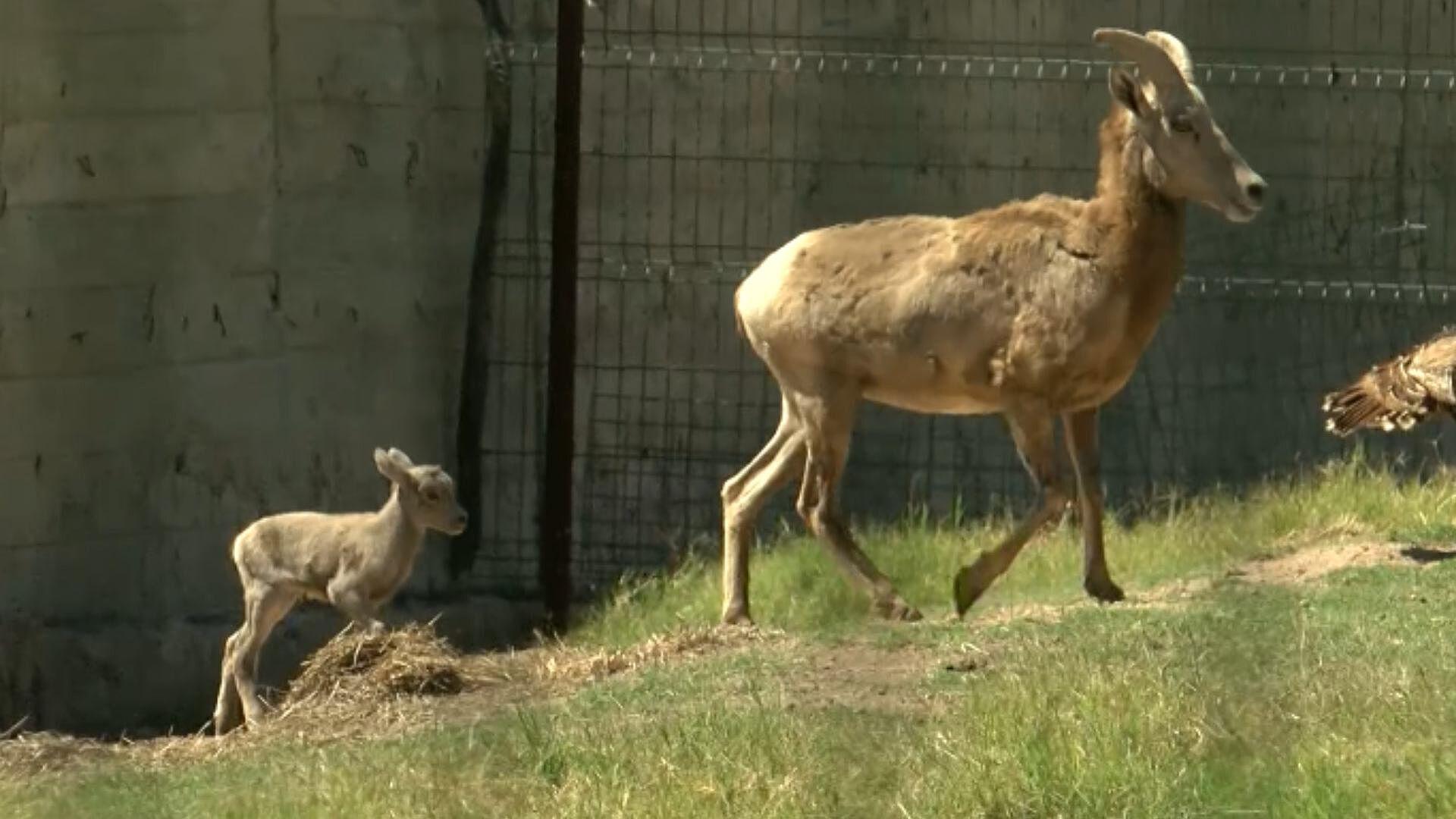 Nace Cría de Borrego Cimarrón en Bosque y Zoológico de Mexicali | N+