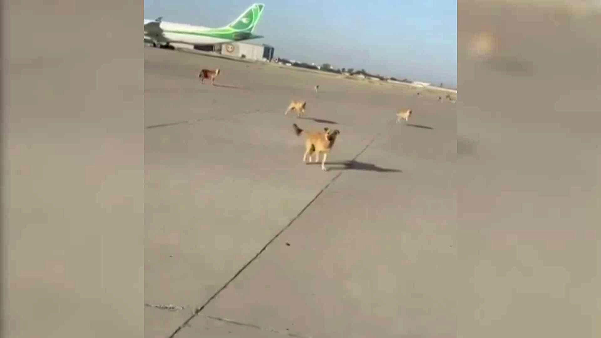 Perritos Corren por pista del Aeropuerto de Bagdad, en Irak | Despierta ...