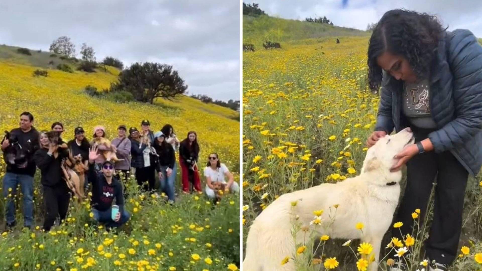 Voluntarios Pasean a Todos Los Perritos Refugiados en Control Animal ...