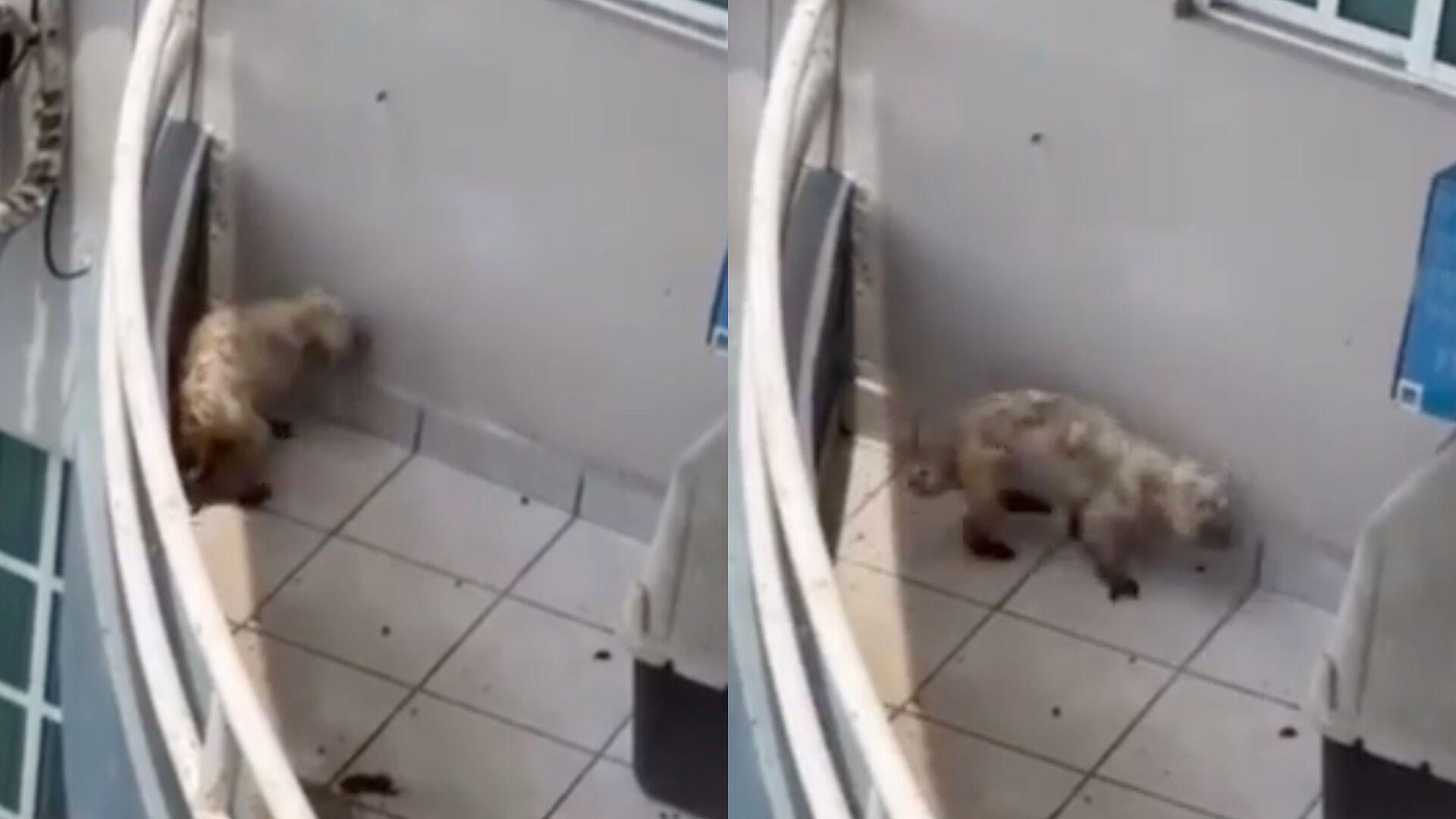 Rescatan a "Puchi", Perrita que Sufría Maltrato en Vivienda de Boca del ...