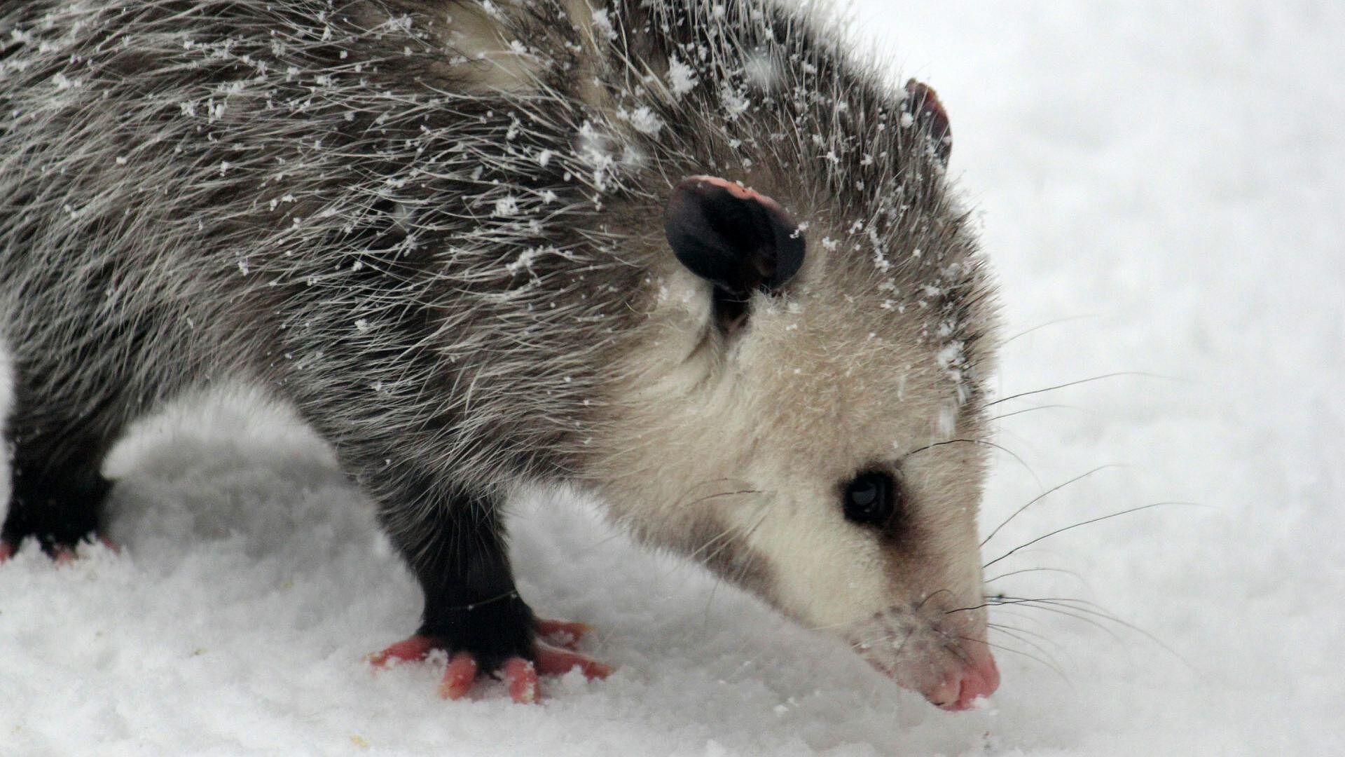 Rescate de Tlacuache Atorado, Movilizó a Cuerpos de Auxilio | N+