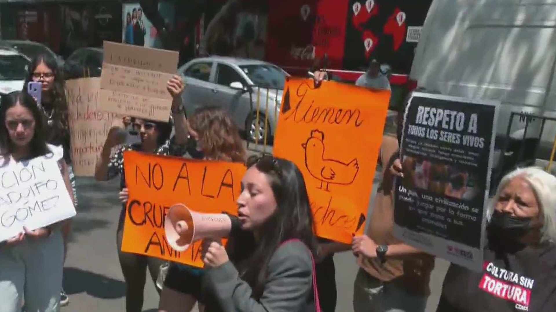 Sacrificio de Gallina en el Senado: Realizan Protesta por el "Rito" del ...