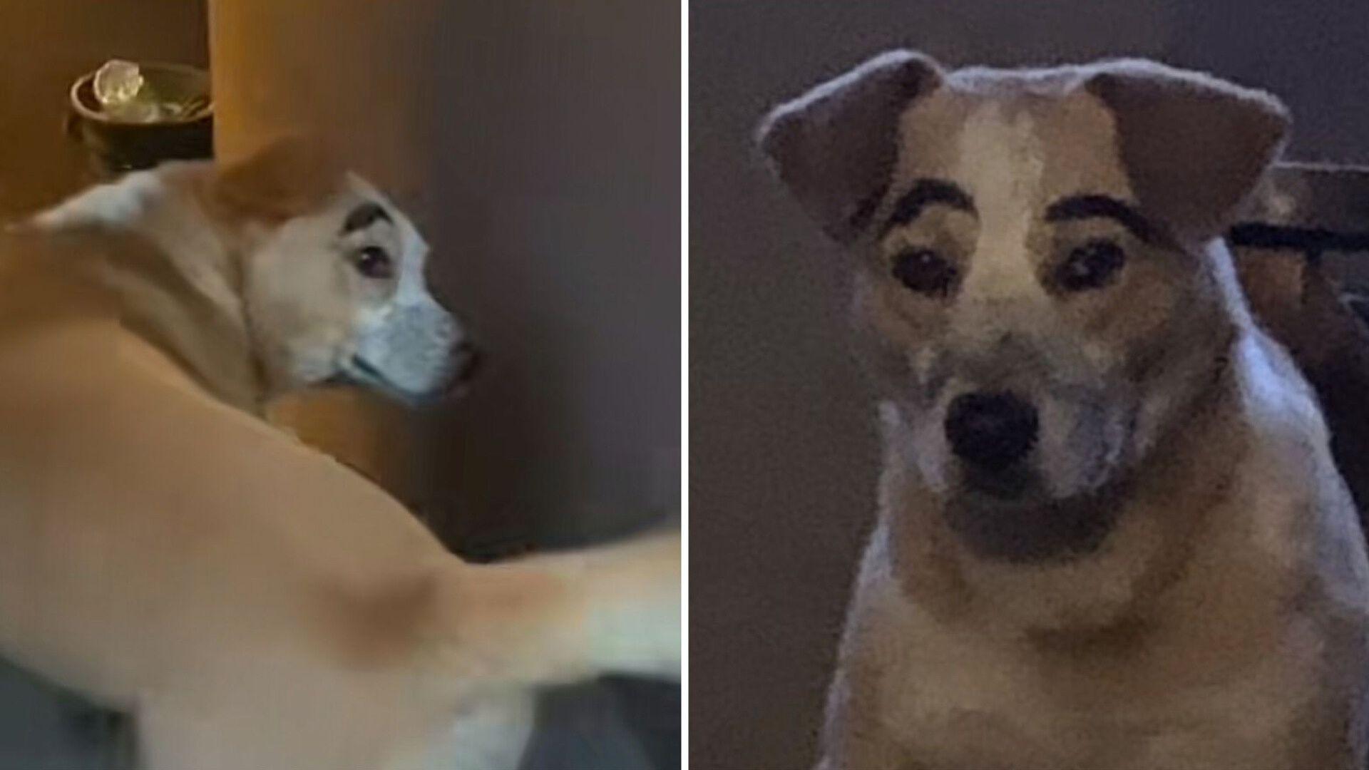 VIDEO: Perrito Llega a su Casa Con La Cara y Cejas Pintadas en Tijuana | N+