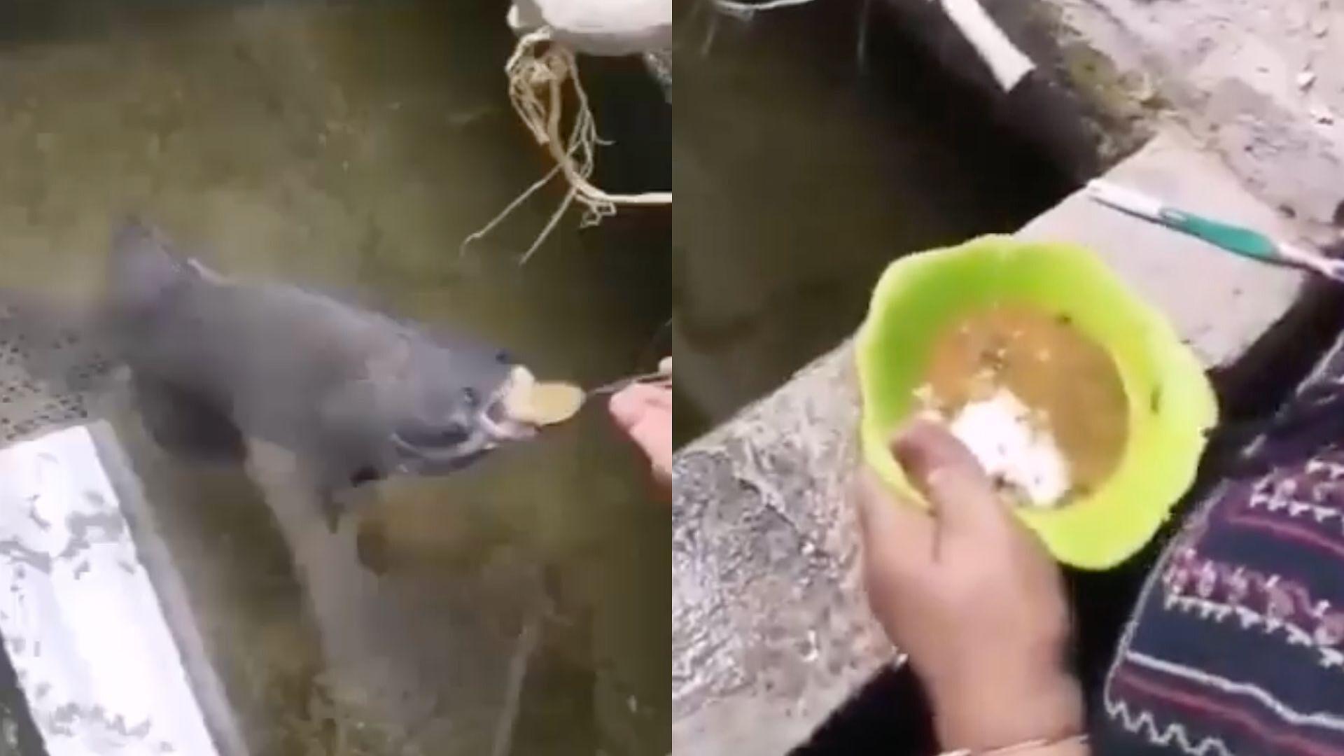 Pez Sorprende al Comer Sopa con Arroz en Cuchara y se Vuelve Viral | N+