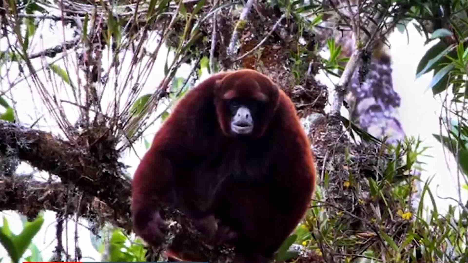 Mono Choro de Cola Amarilla: Embajador de la Biodiversidad Peruana | N+