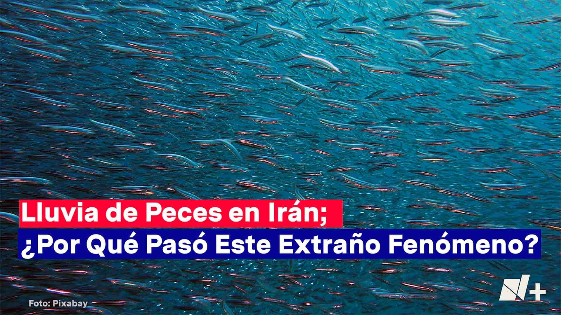 VIDEO: ¡Lluvia de Peces! en Irán ¿Por Qué Ocurre? | N+