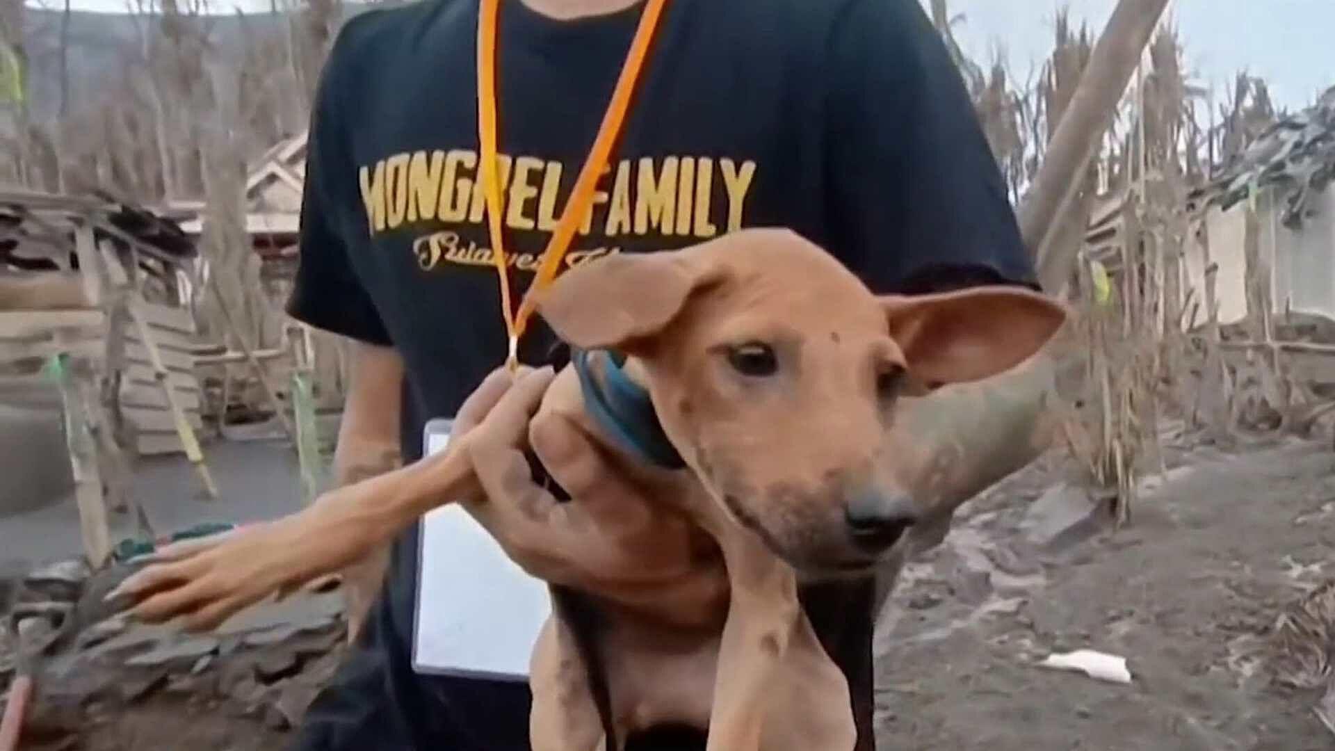 Rescatan Perros y Animales Atrapados tras Erupción de Volcán en ...