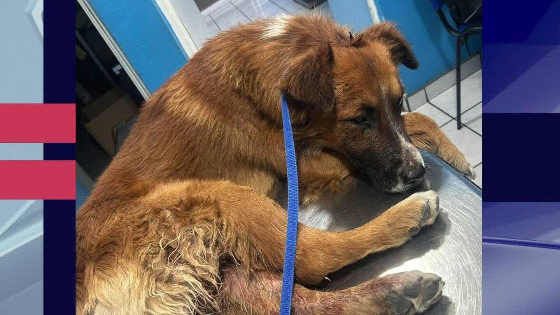 Solicitan Apoyo para Curación de Dos Perritos Rescatados | N+