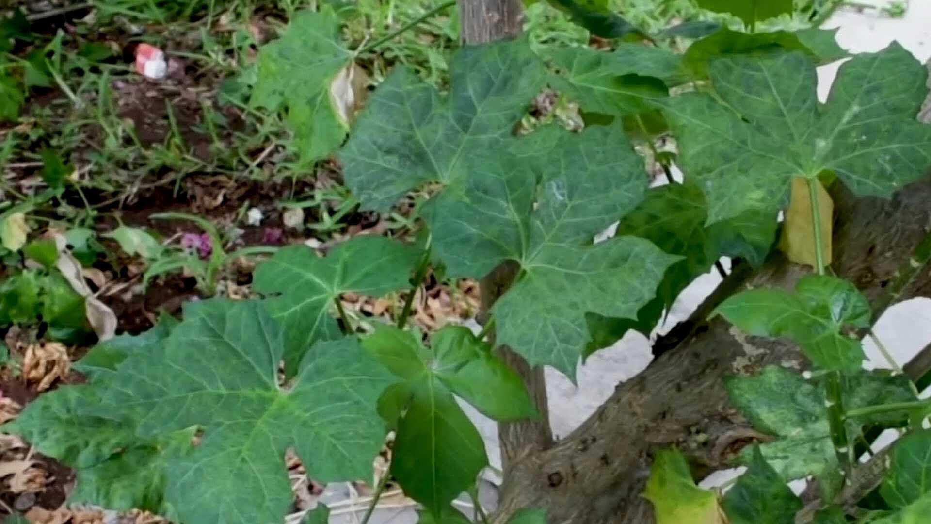 Uso de la Chaya en Gastronomía Maya de Yucatán | N+