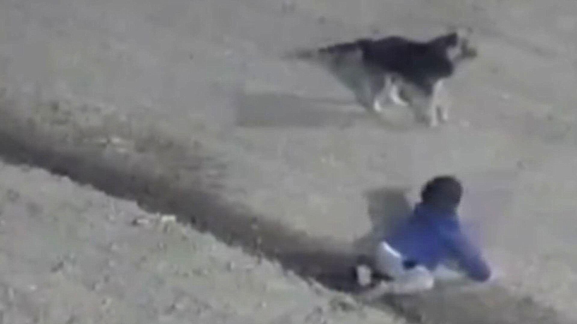 VIDEO: Encuentran a Bebé Gateando Solo en la Calle y lo Seguía su Perrito | Policía lo Encuentra ...