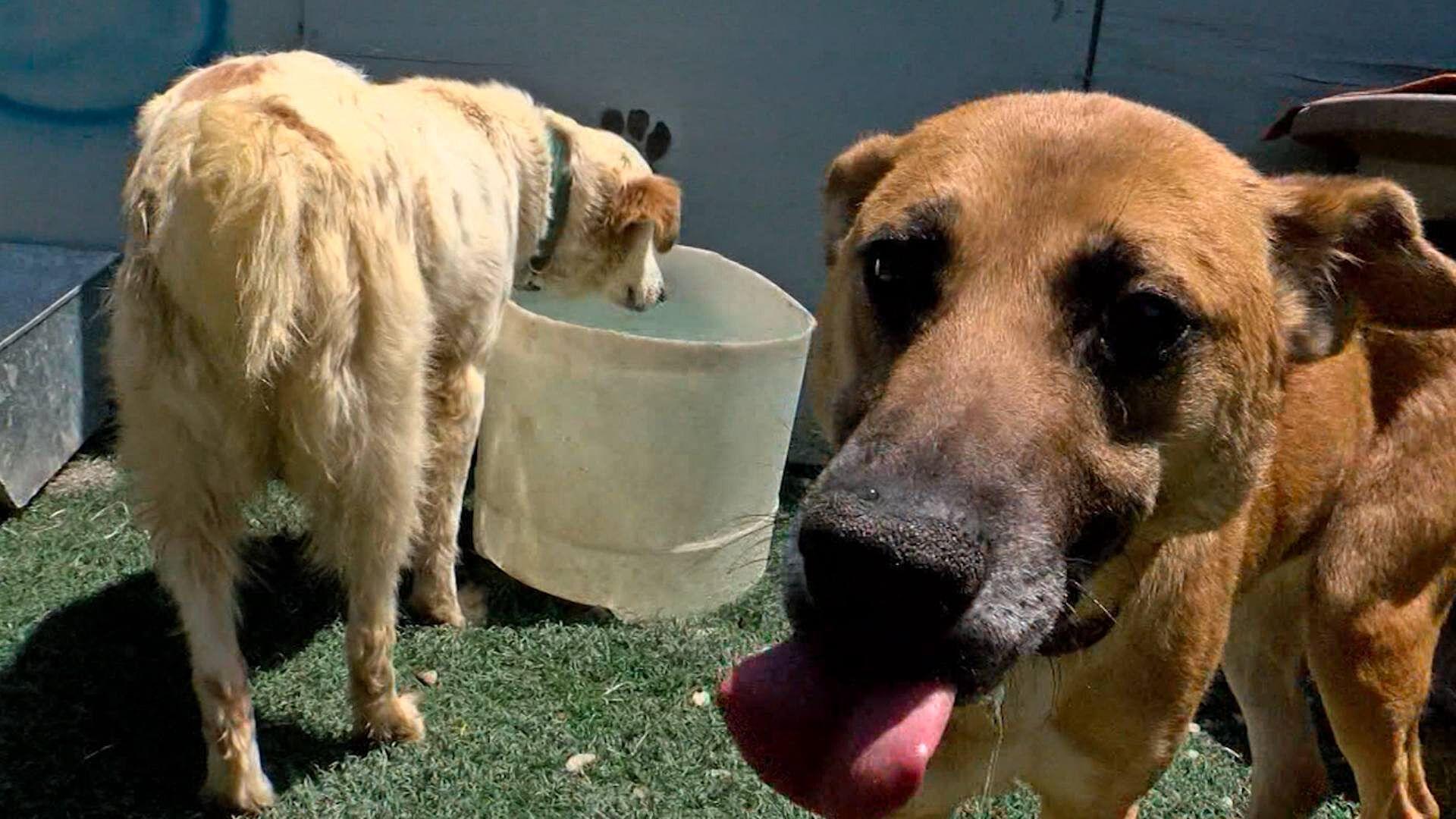 Día del Perro 'Sin Raza' ¿Cuál es su Origen y Por Qué son Discriminados ...