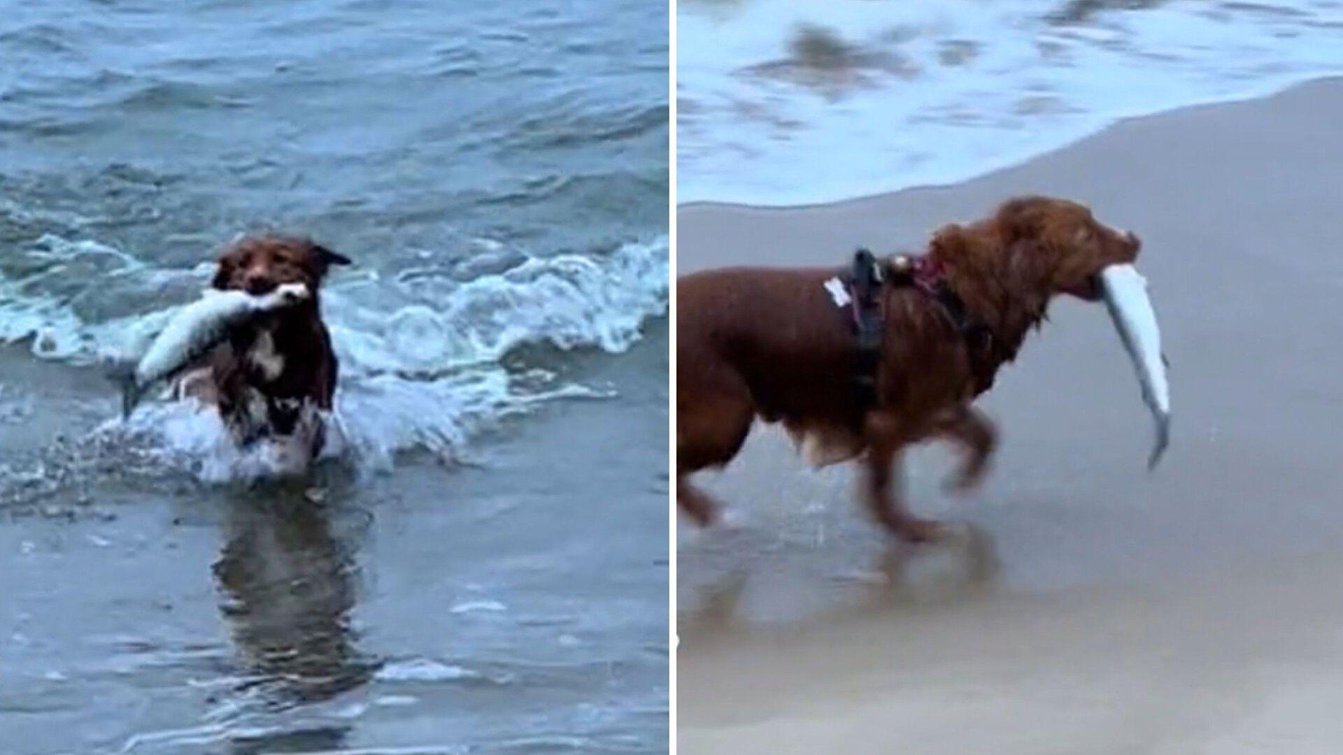 VIDEO: Perrito es Captado Corriendo y Sacando un Pescado del Mar | N+