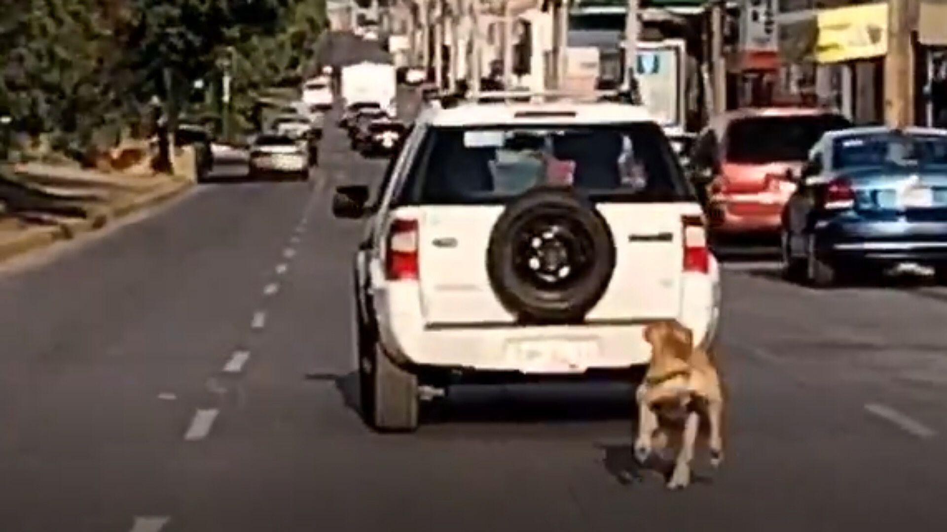 Perro Corre Tras La Camioneta De Su Dueña En Blvd Las Torres N