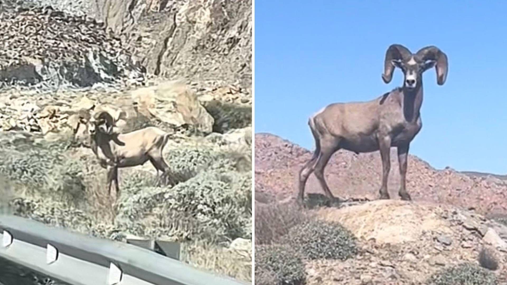 VIDEO: Borregos Cimarrones Son Captados en La Rumorosa, Baja California ...