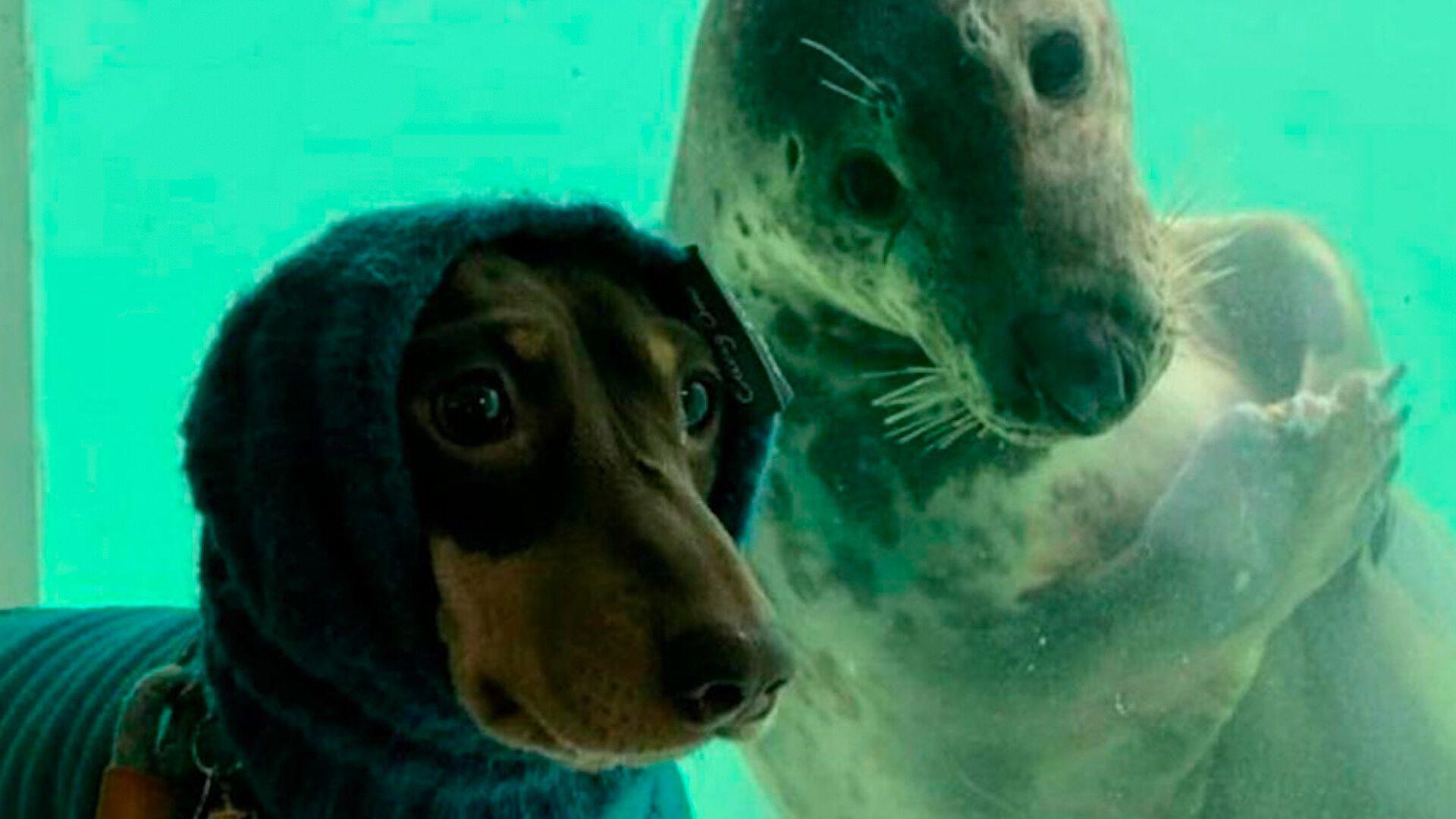 Perro Salchicha y Foca Se Convierten en Mejores Amigos | N+