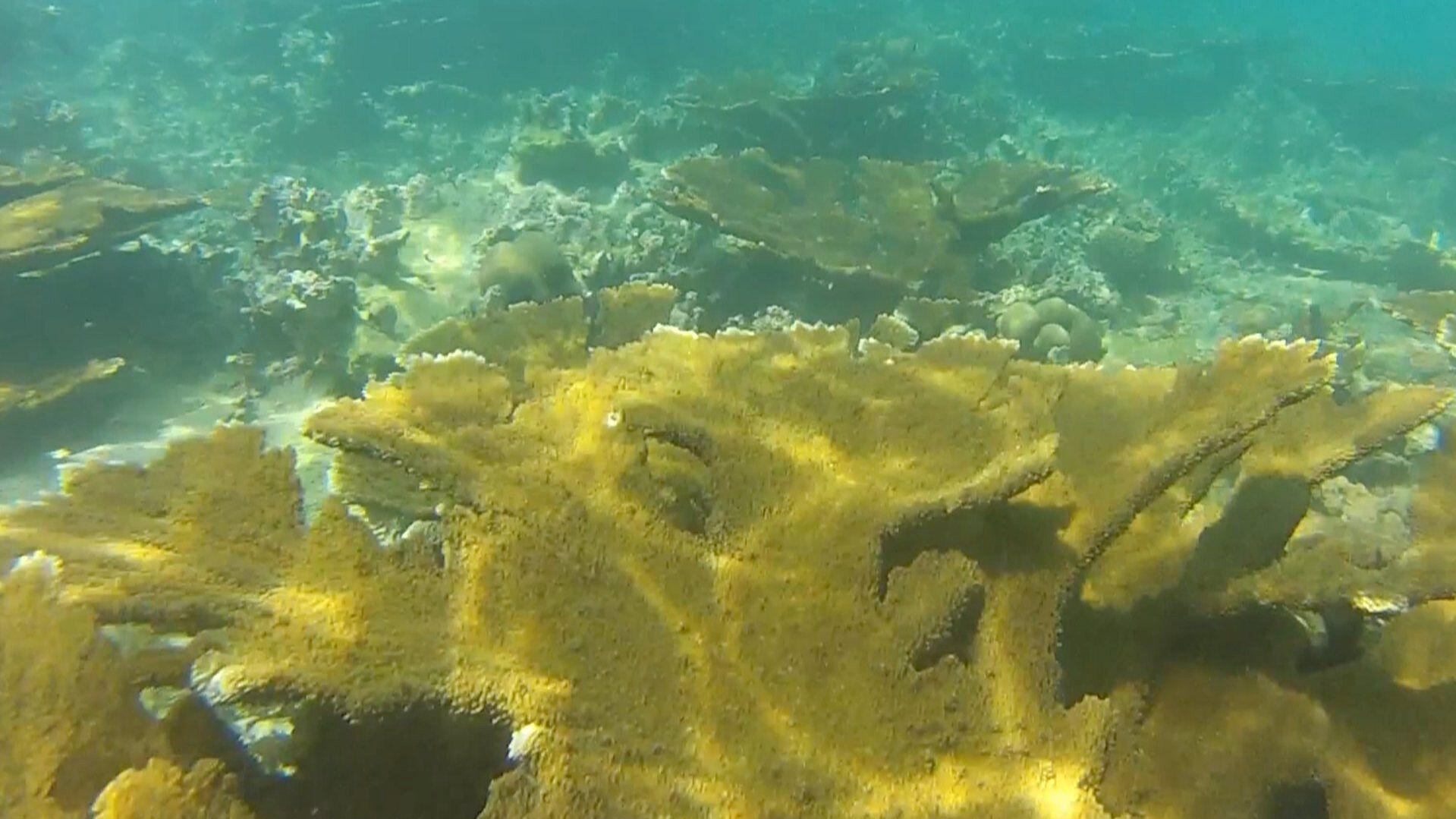 Se Registra Daño del 80% en Corales y es por el Calor | N+