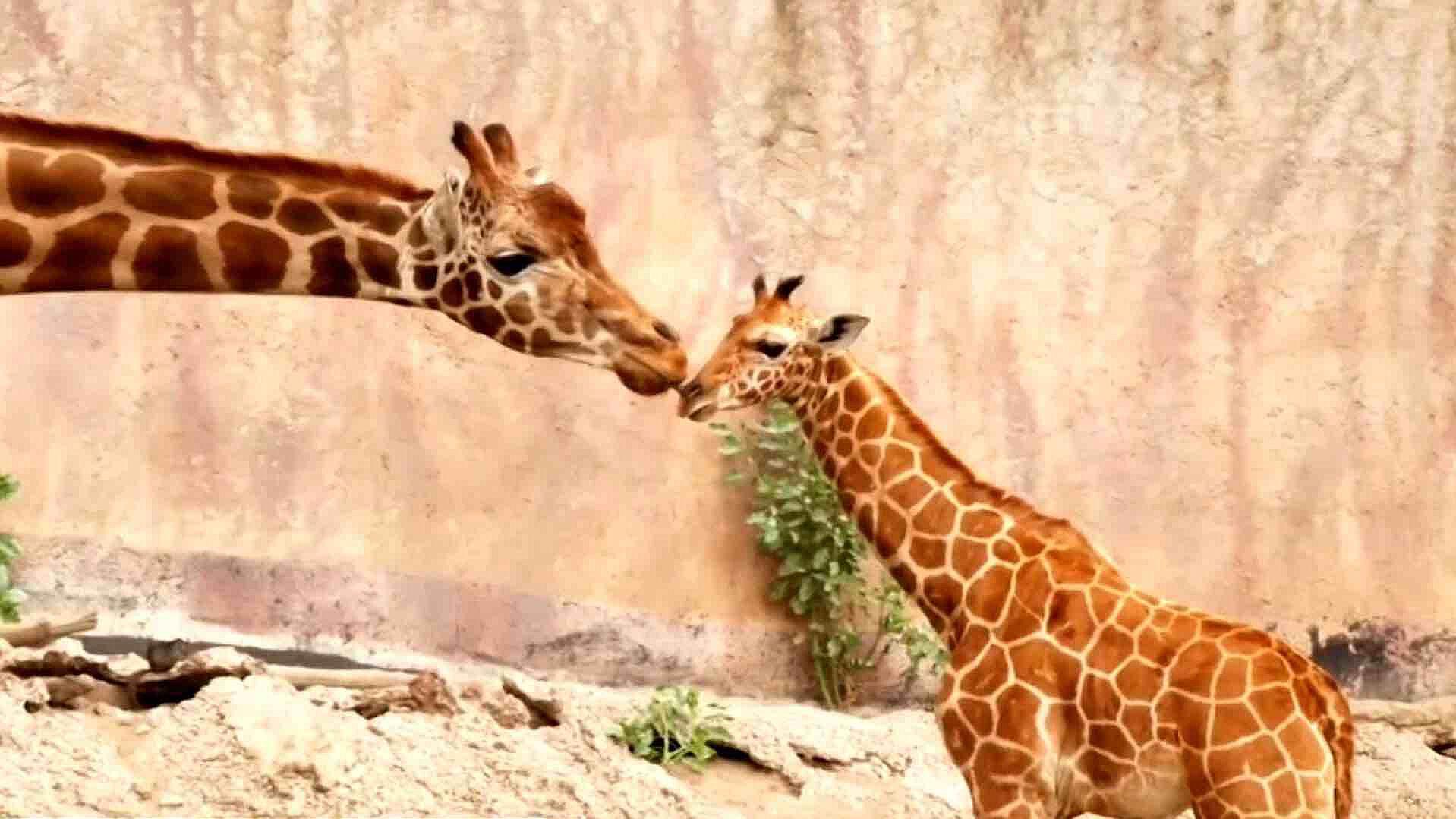 Nace Jirafita En Zoo De San Juan De Aragón: Buscan Nombre Con Participación Ciudadana | N+